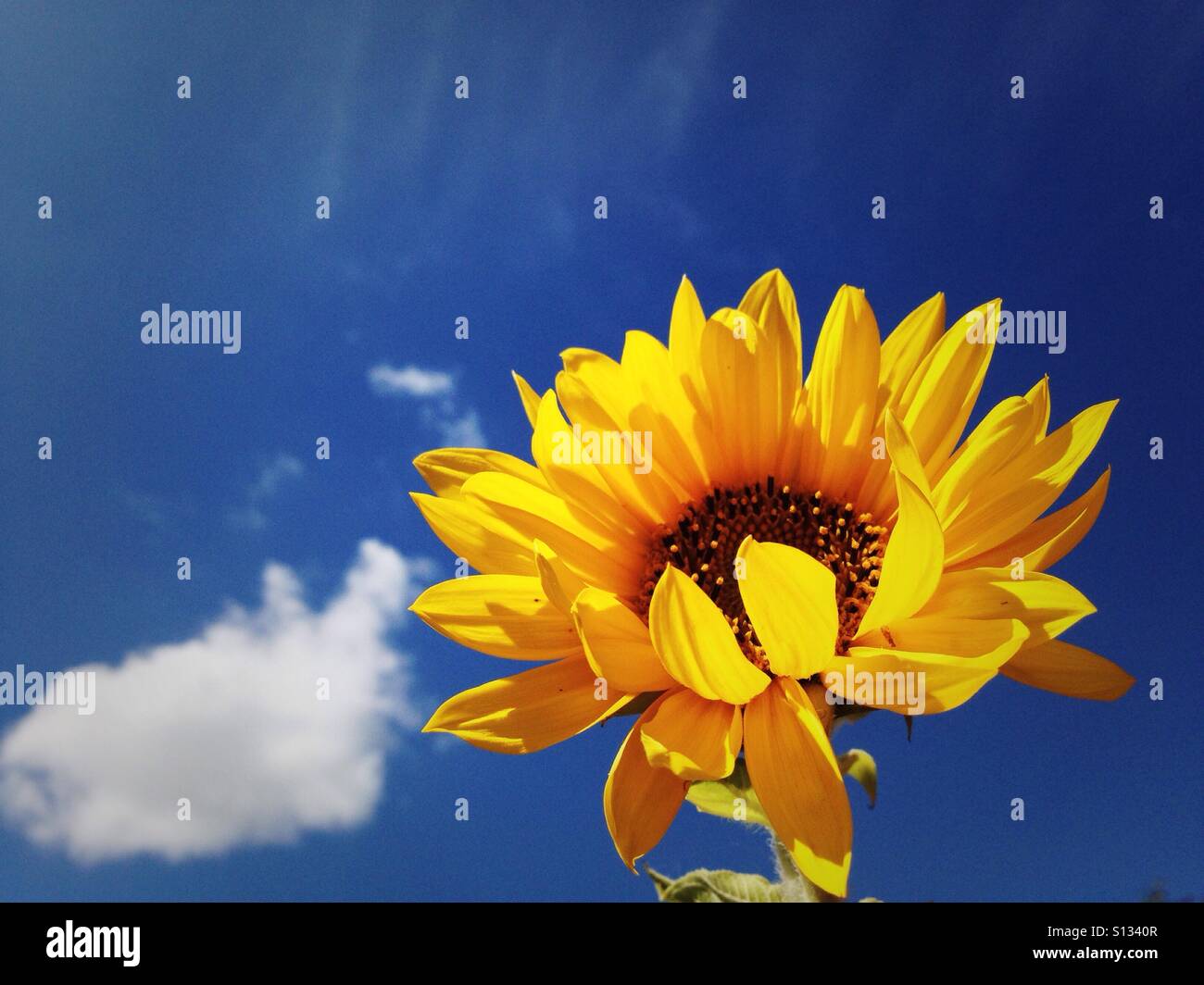 Blue sky with a single cloud hi-res stock photography and images - Alamy