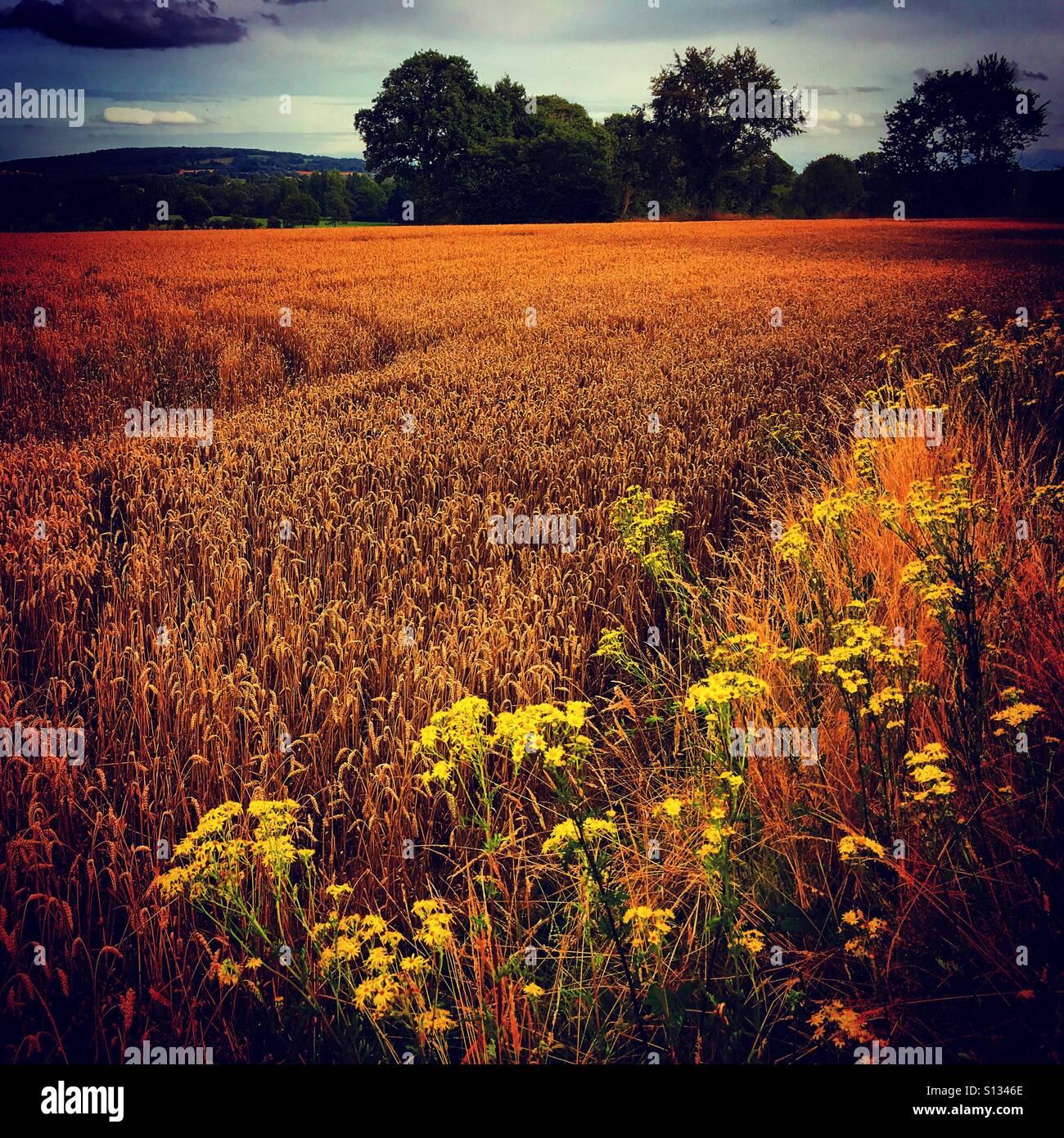 Hedge and field plants hi-res stock photography and images - Alamy