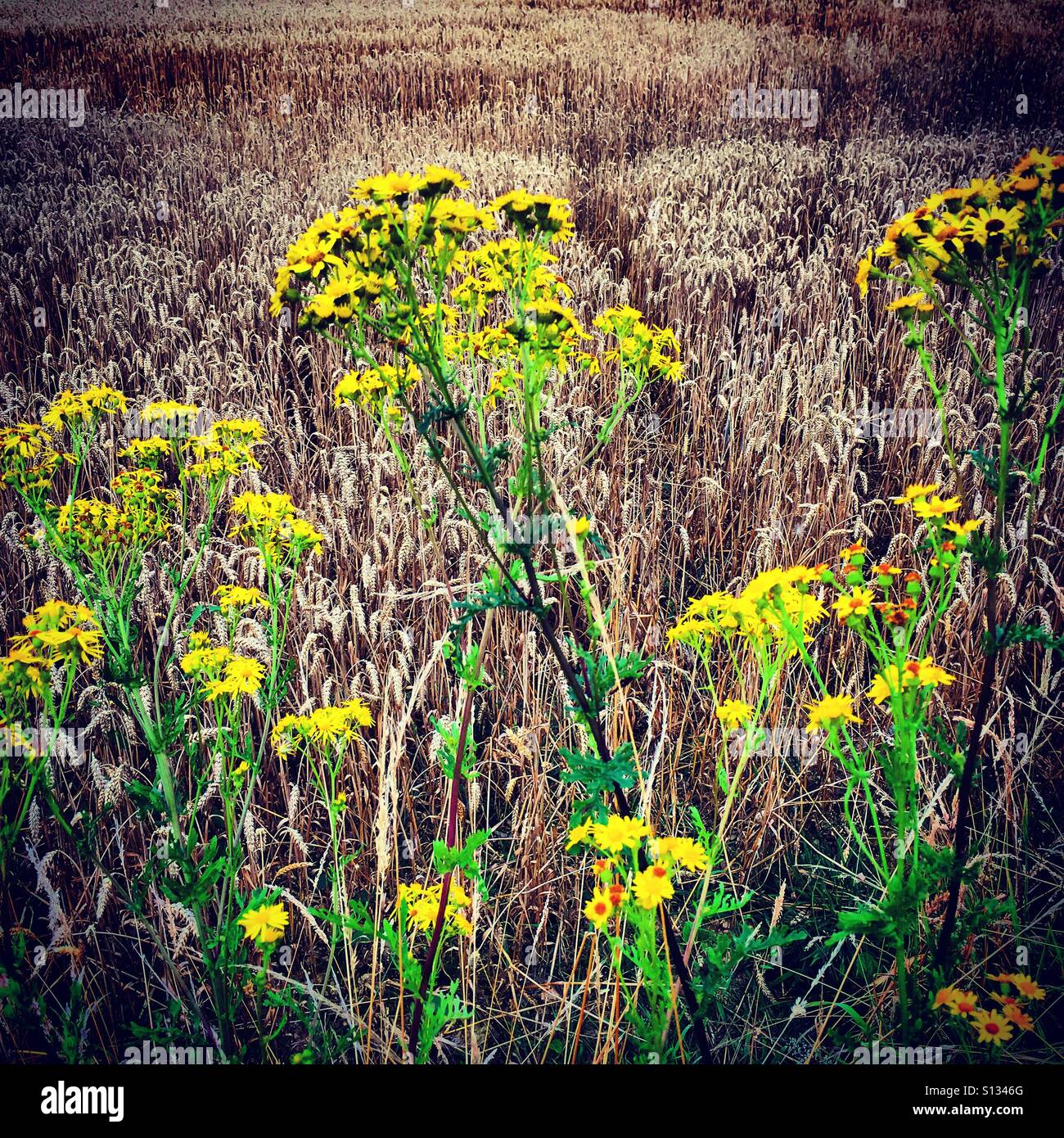 colza in a wheat field Stock Photo - Alamy