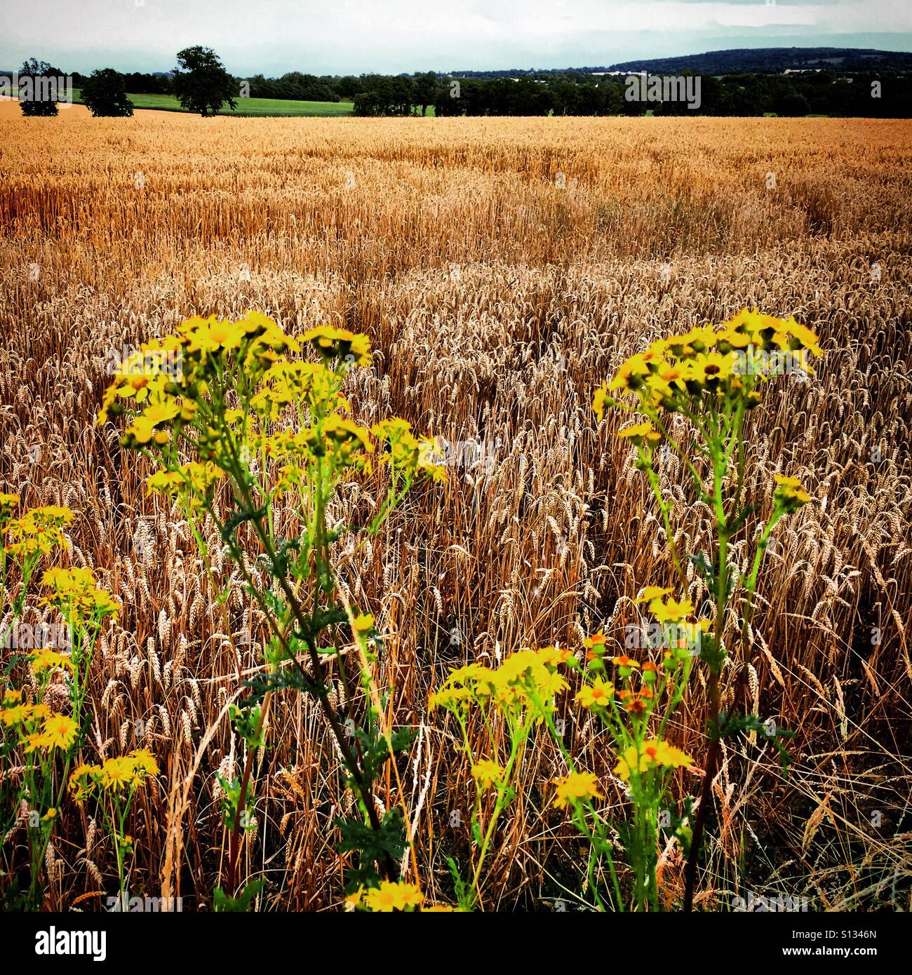 Colza hi-res stock photography and images - Alamy