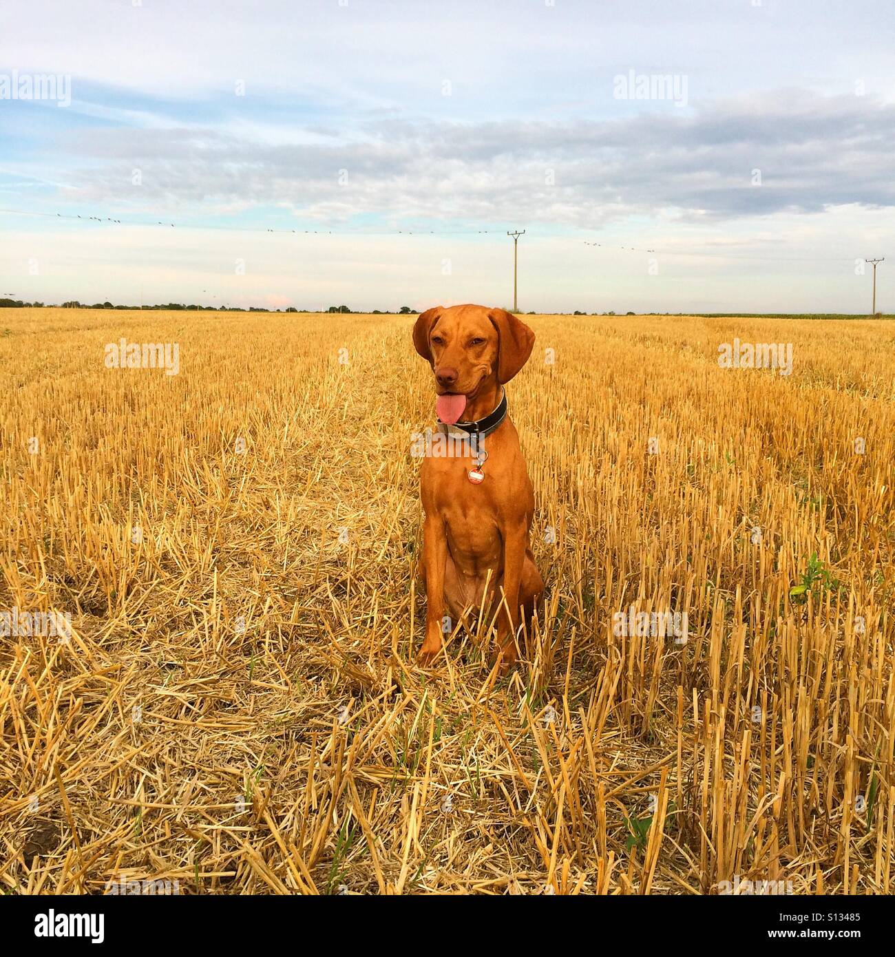 Dog in field Stock Photo - Alamy