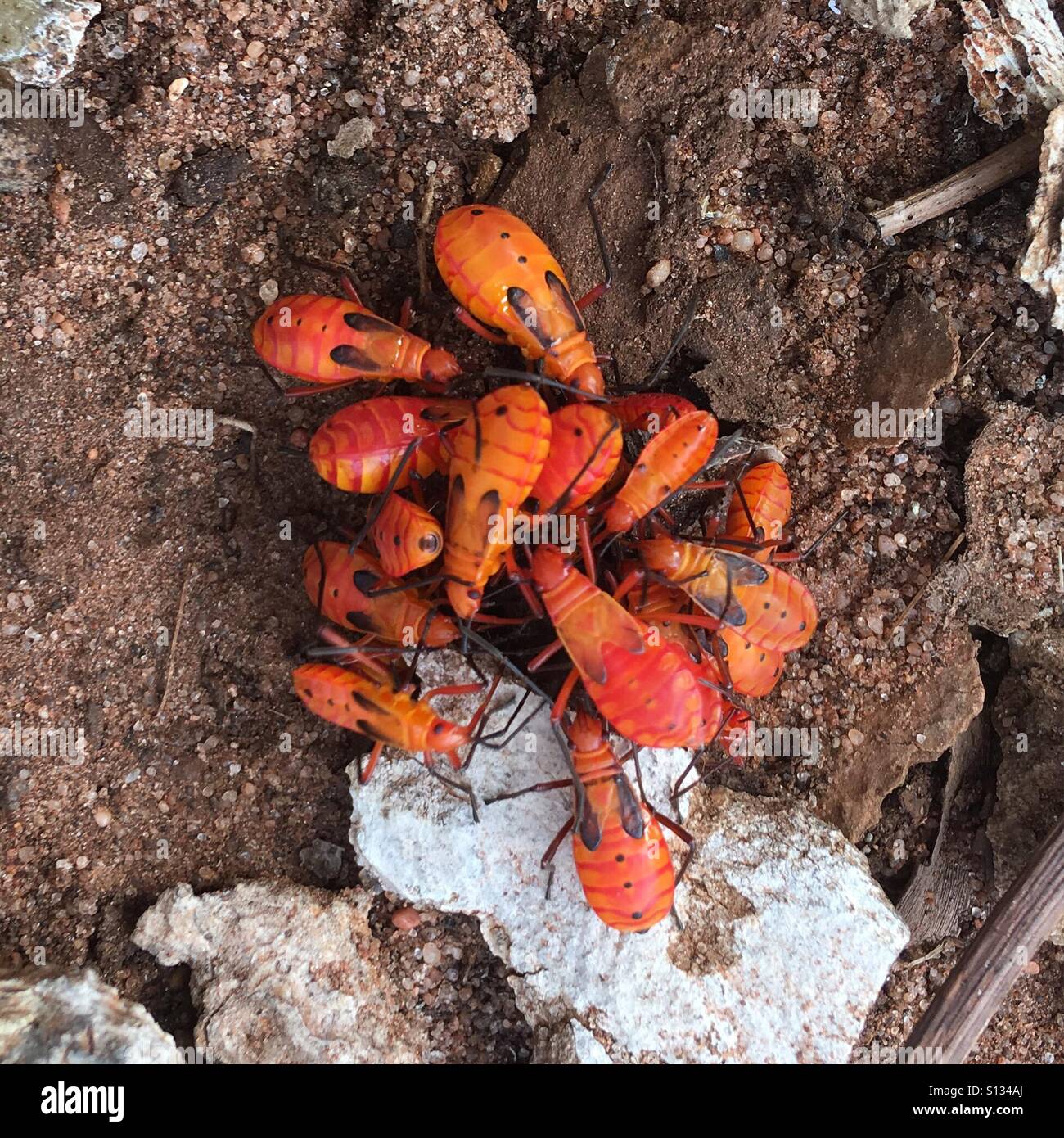 Milkwood bug hi-res stock photography and images - Alamy