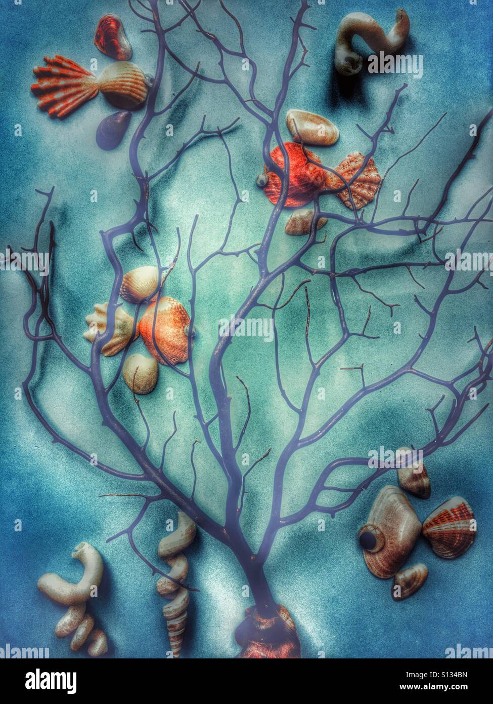 Seashell fish and coral Stock Photo - Alamy