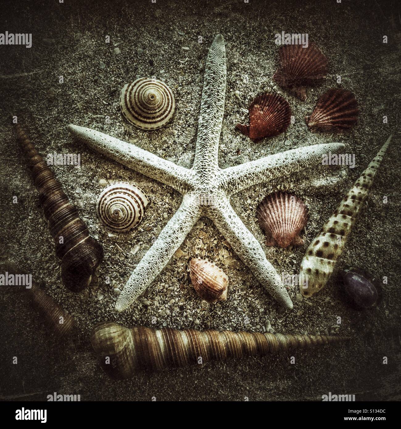 Starfish and seashells Stock Photo - Alamy