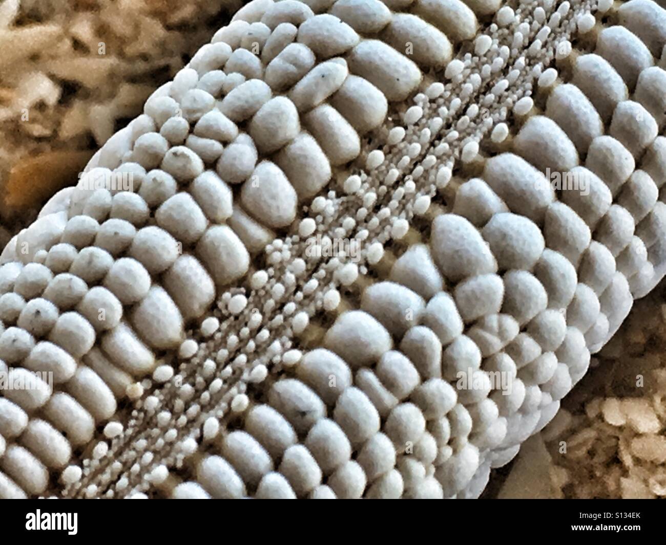 Close up of starfish hi-res stock photography and images - Alamy