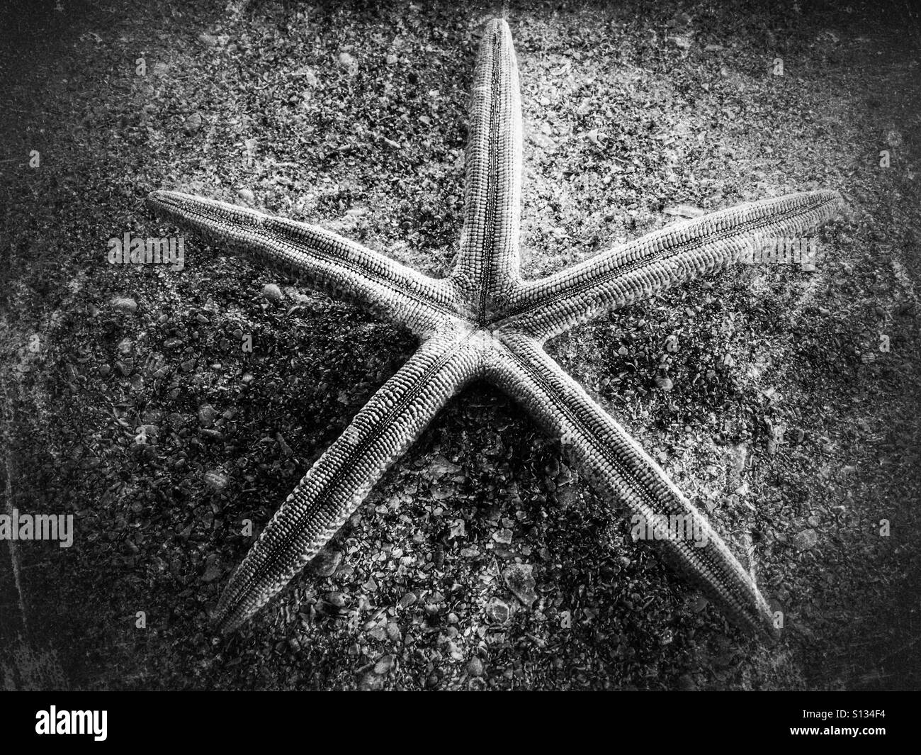 Starfish underside hi-res stock photography and images - Alamy