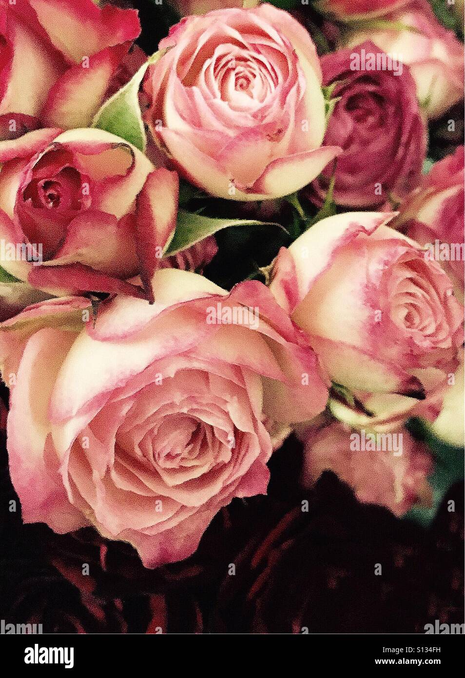 Dusty Rose Roses Stock Photo - Alamy