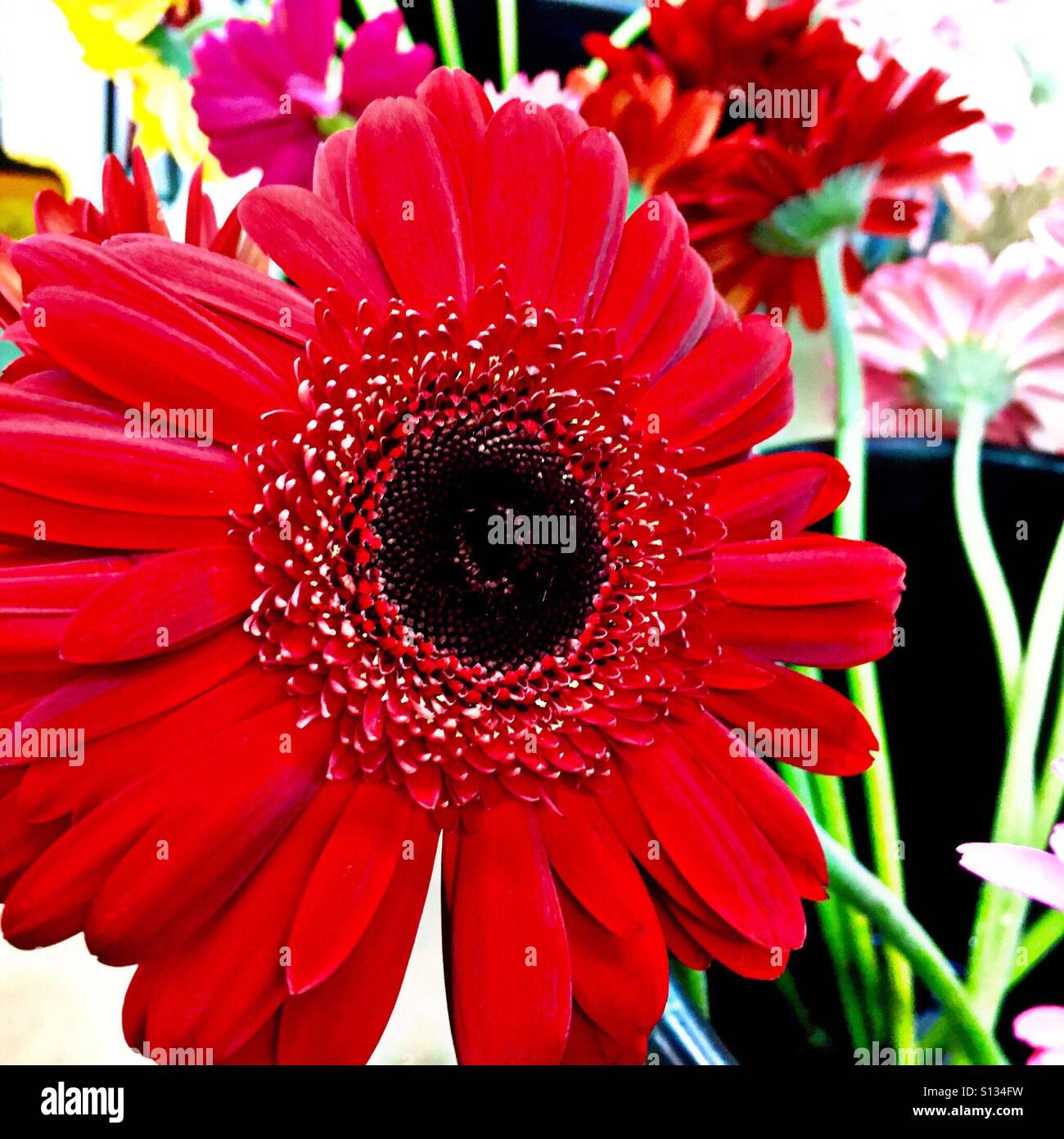 Red Gerber Daisy Stock Photo - Alamy