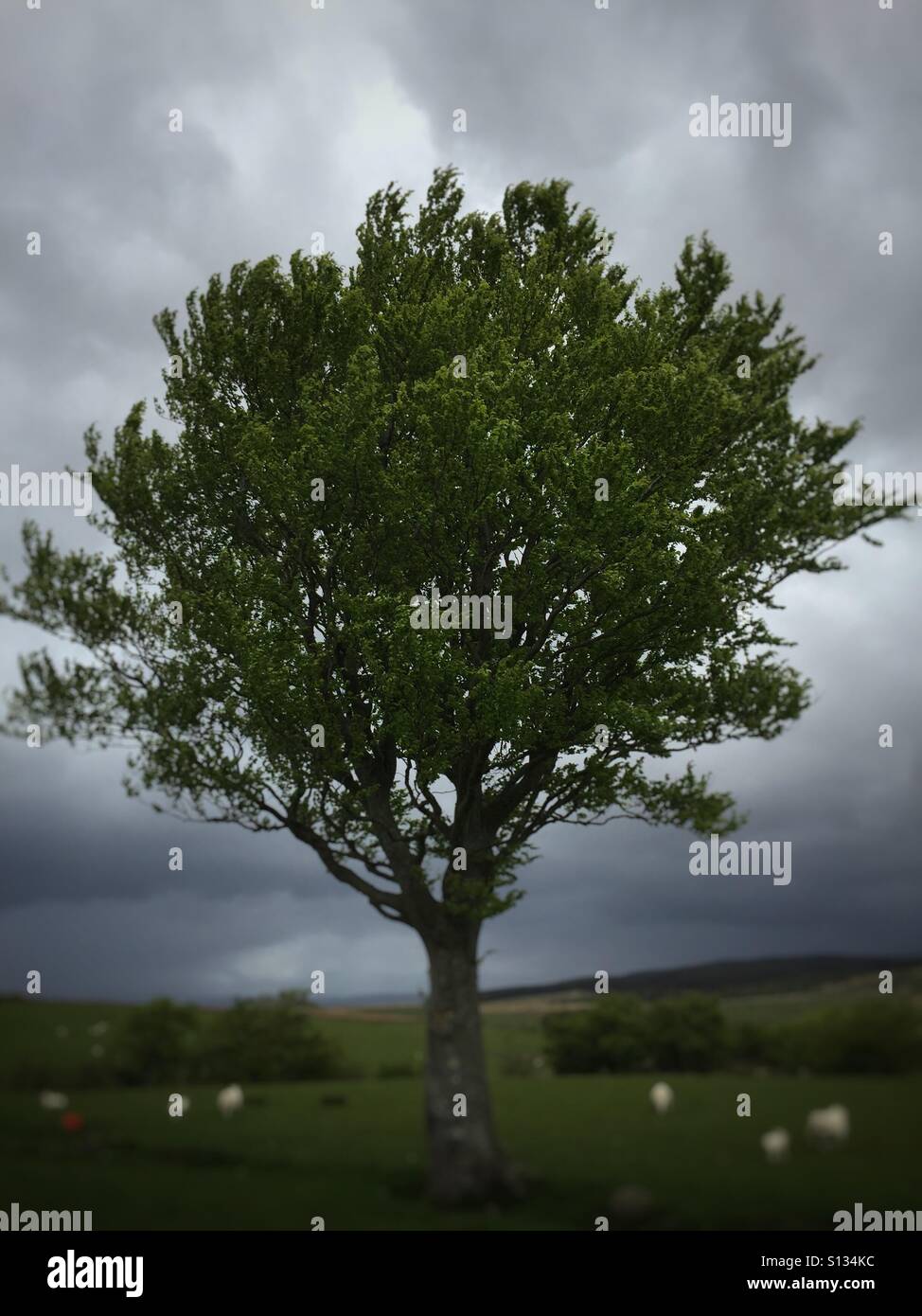 Moody tree hi-res stock photography and images - Alamy