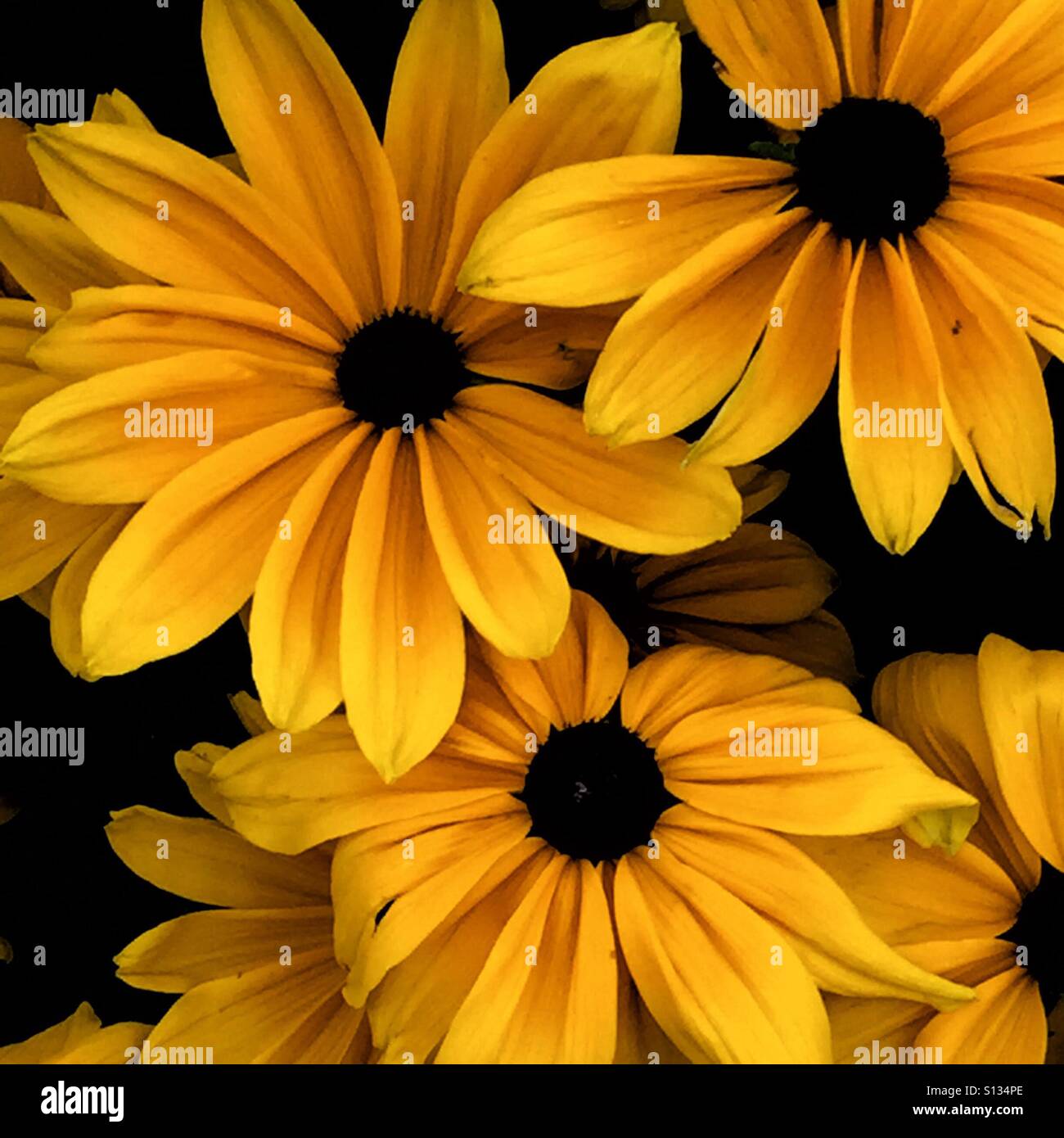 Three delightful hi-res stock photography and images - Alamy