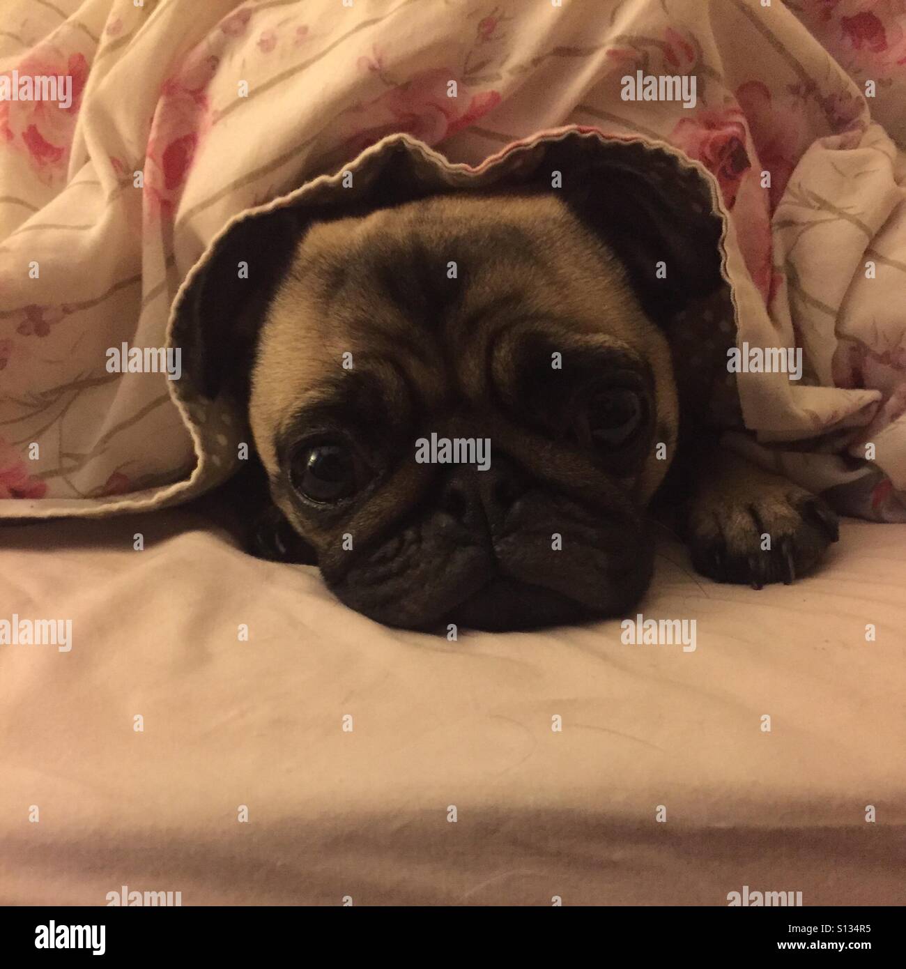 Sleepy pug hi-res stock photography and images - Alamy