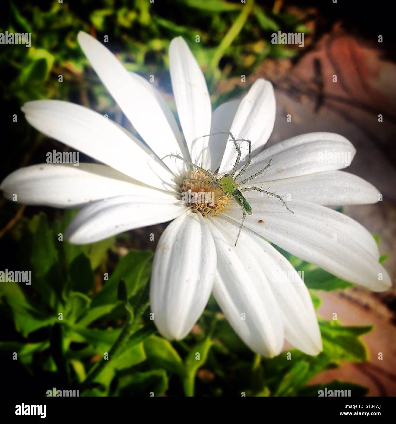A spider perchs on a daisy flower in Peña de Bernal, Queretaro, Mexico ...