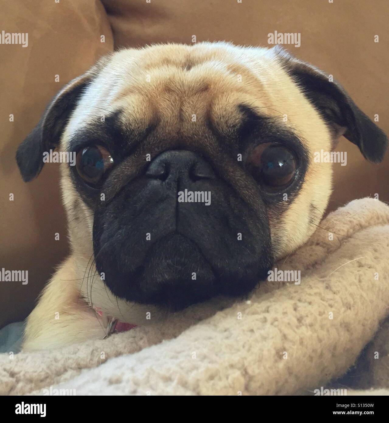 Sad pug hi-res stock photography and images - Alamy