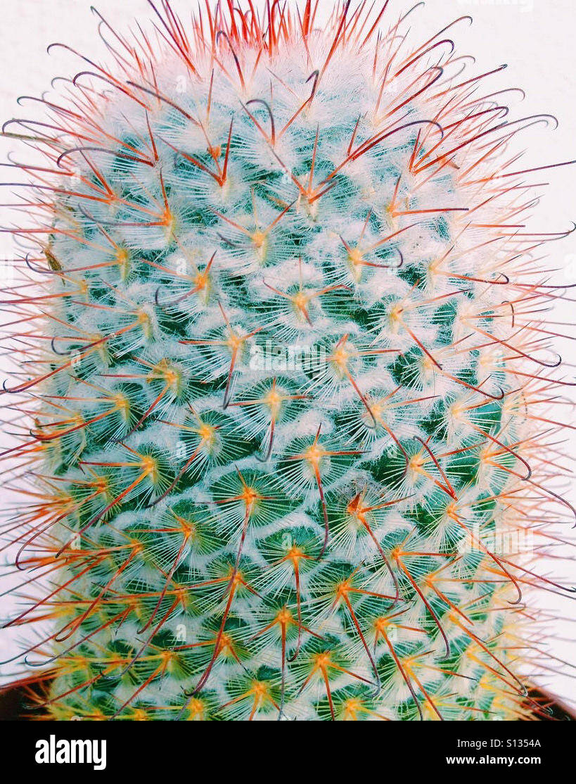 Monster Cactus High Resolution Stock Photography and Images - Alamy