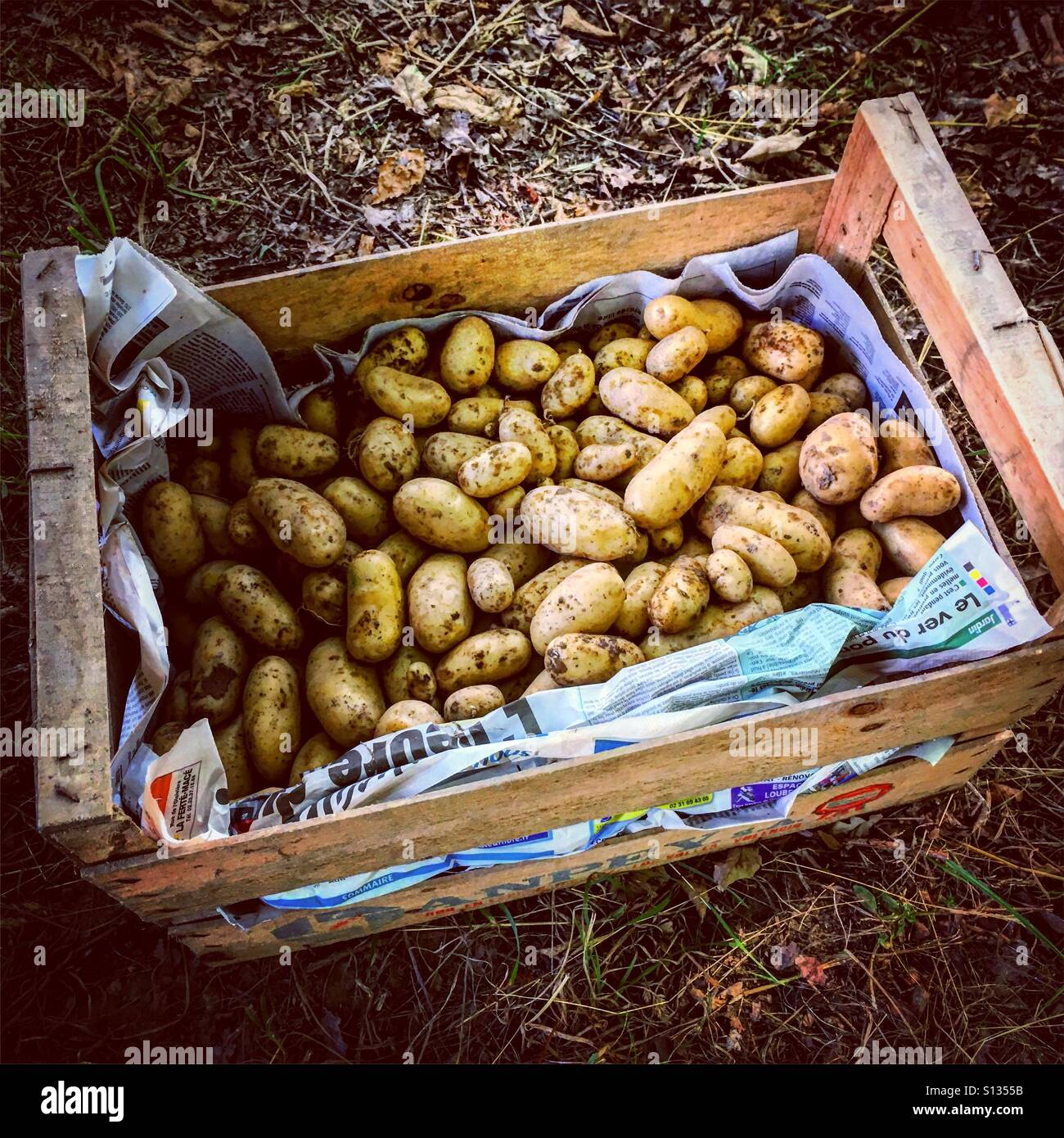 Potato cage hi-res stock photography and images - Alamy