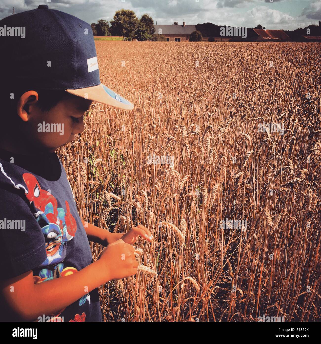 Checking the wheat quality Stock Photo - Alamy