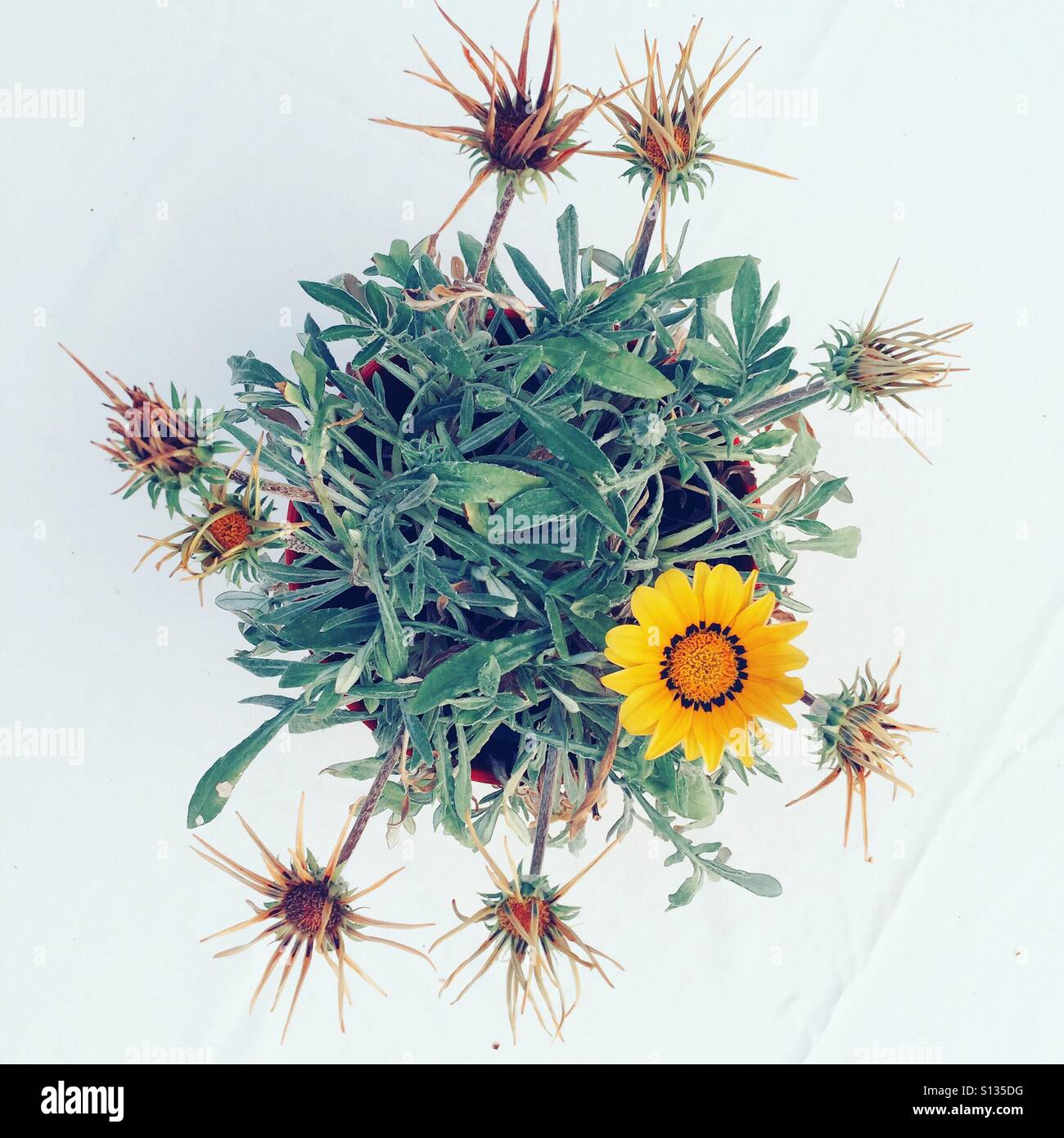 Half-dead plant sprouts a perfect new flower Stock Photo - Alamy