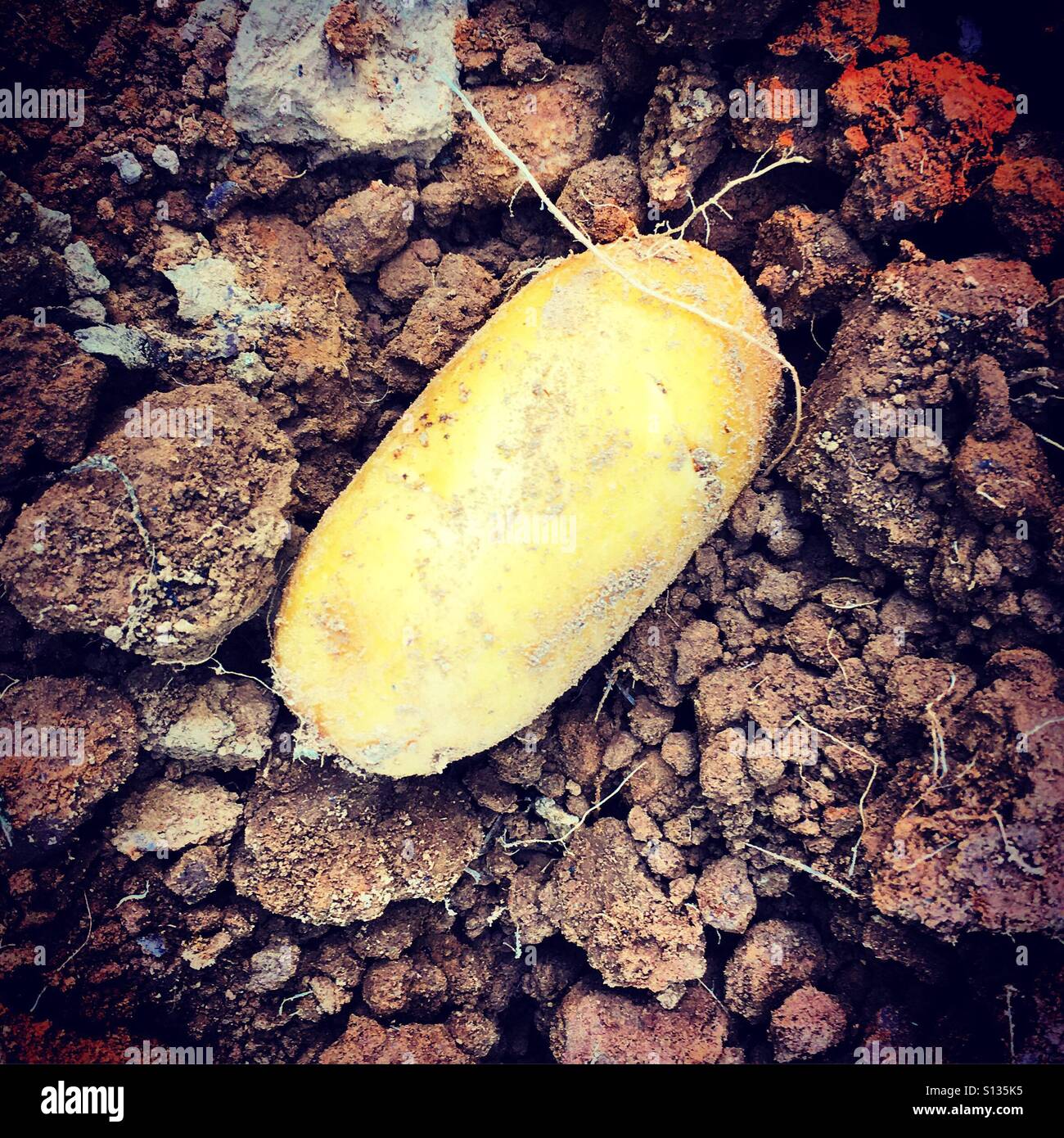 Potato roots underground hi-res stock photography and images - Alamy