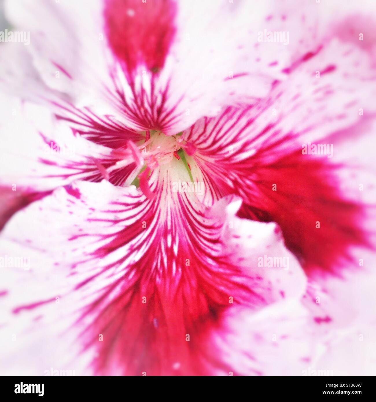 Pink and white pelargonium flower Stock Photo - Alamy