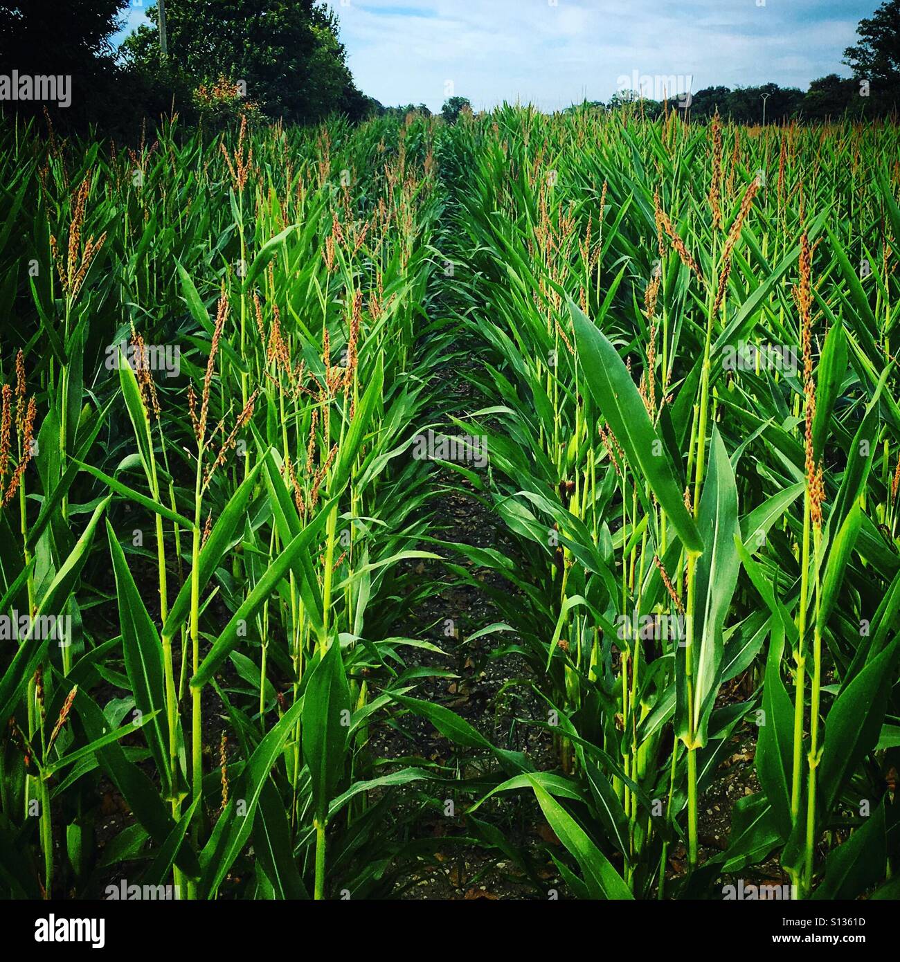 Row of hedges hi-res stock photography and images - Alamy
