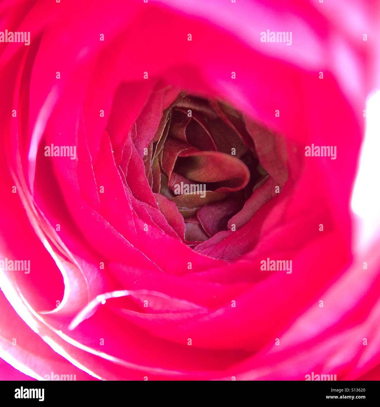 Pink rose - close up Stock Photo - Alamy
