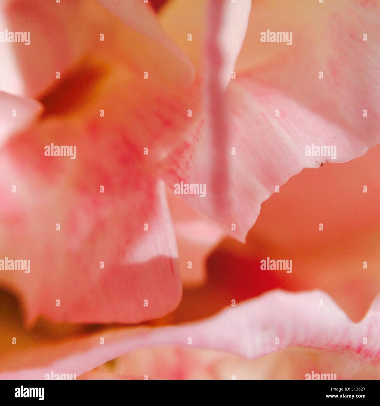 Pink edges hi-res stock photography and images - Alamy