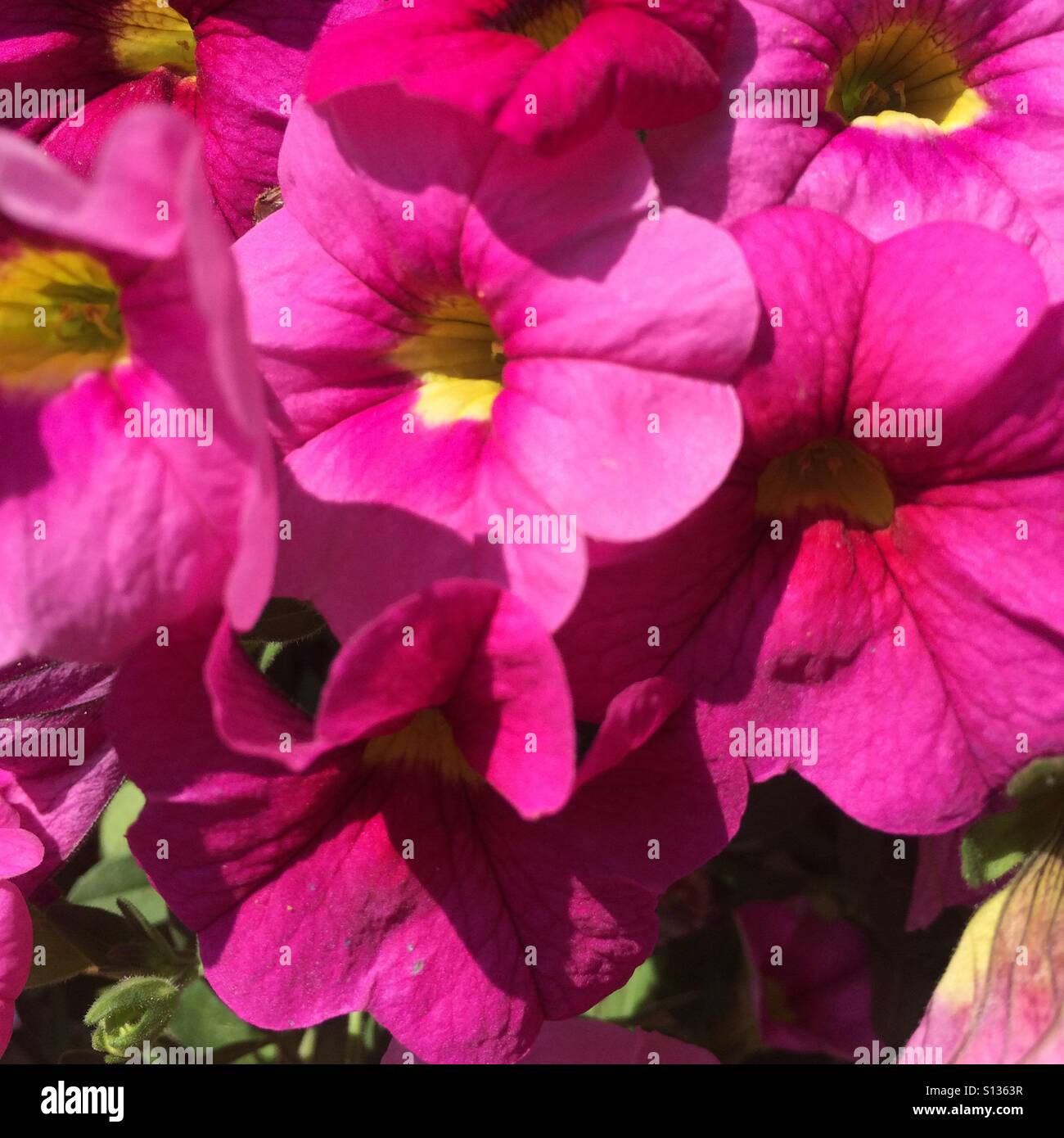 Crowd control smartphone stock photos and images - Alamy