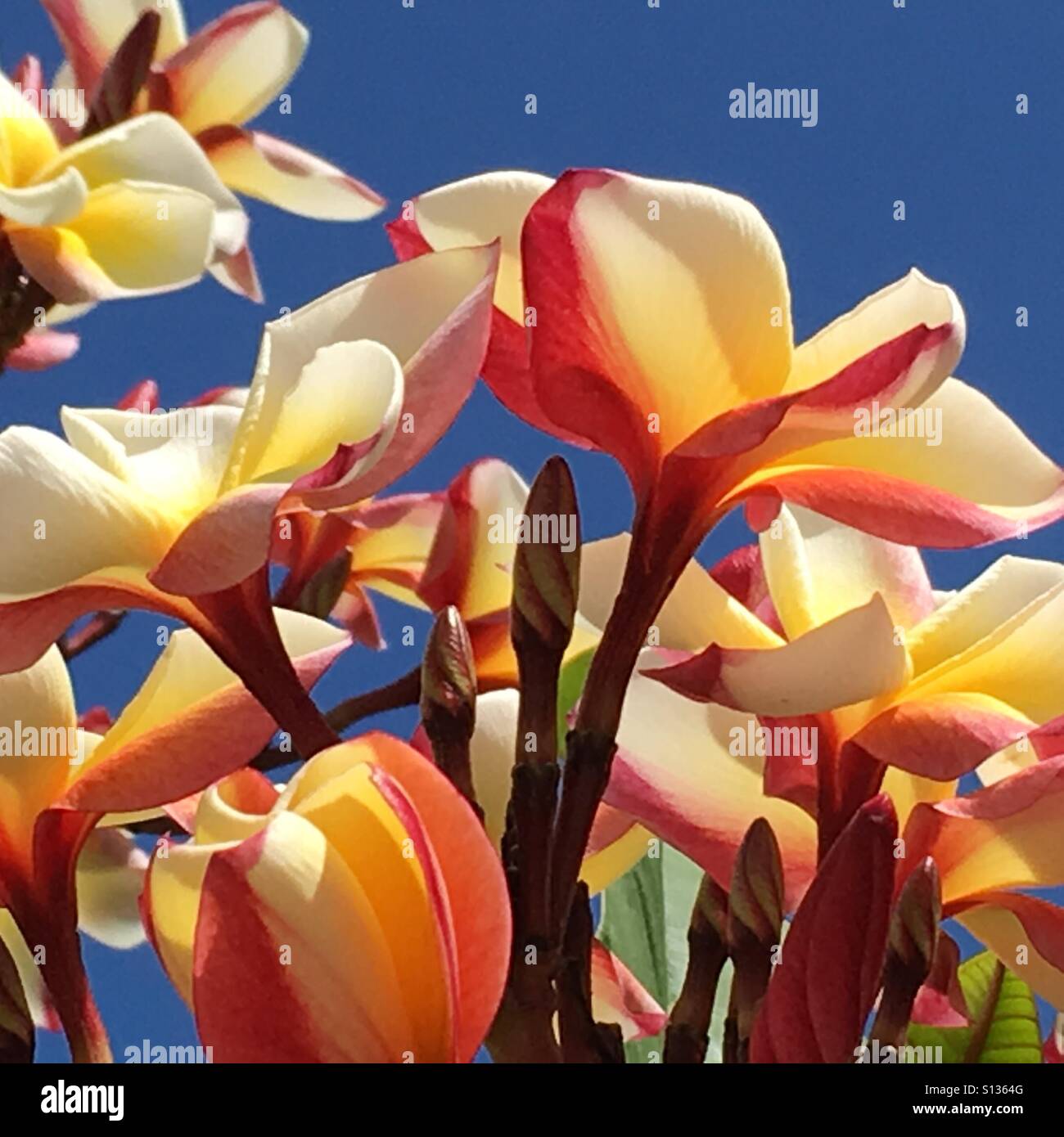 White frangipani tree blooms hi-res stock photography and images - Alamy