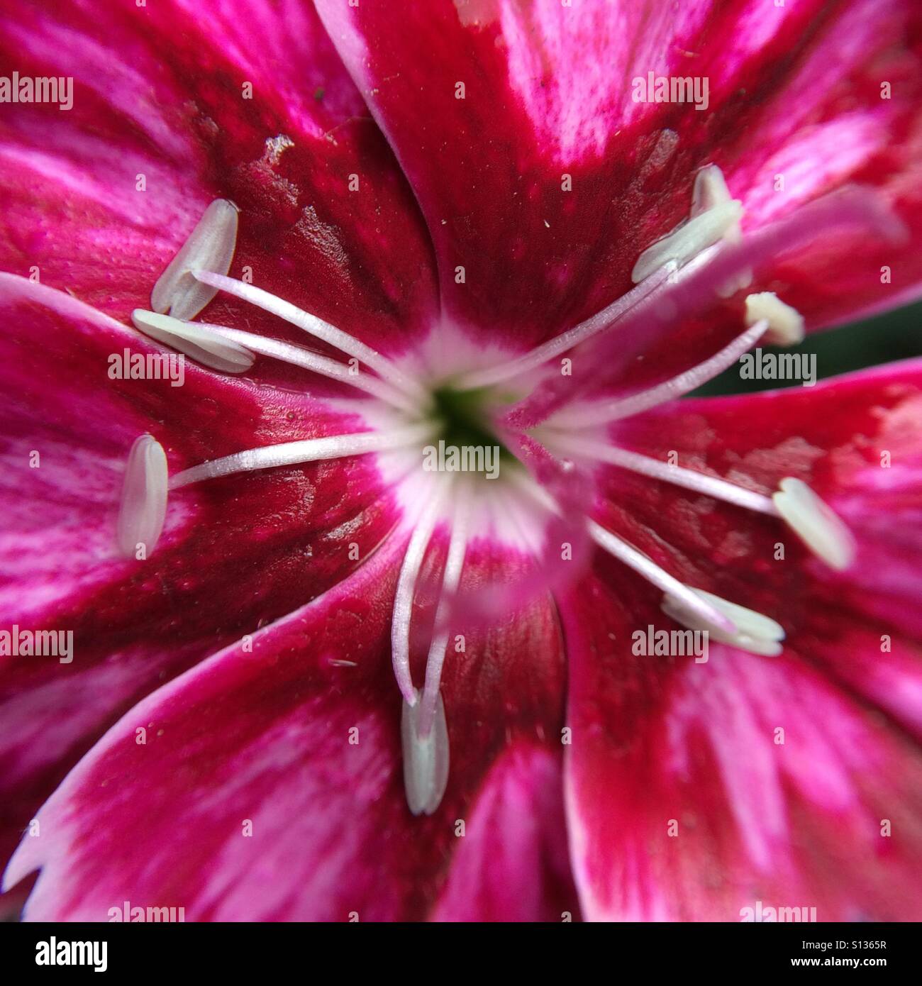Circling flower hi-res stock photography and images - Alamy