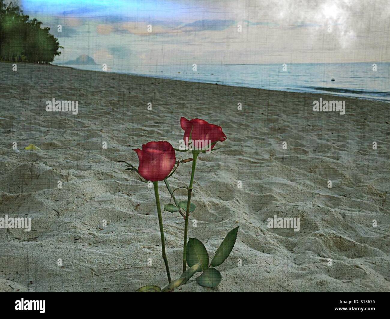 ...two roses on beach together Stock Photo - Alamy