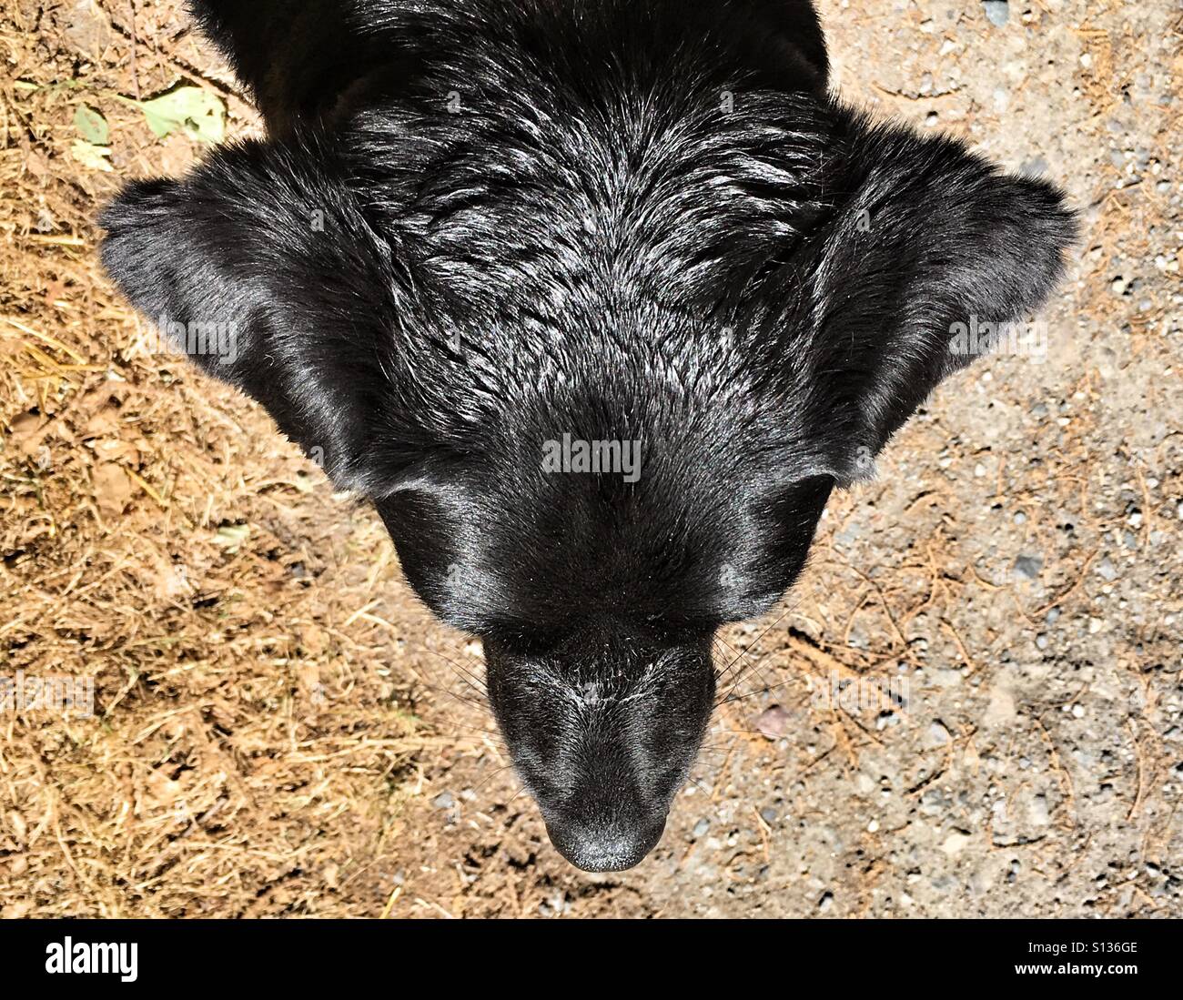 Wet dog head hi-res stock photography and images - Alamy