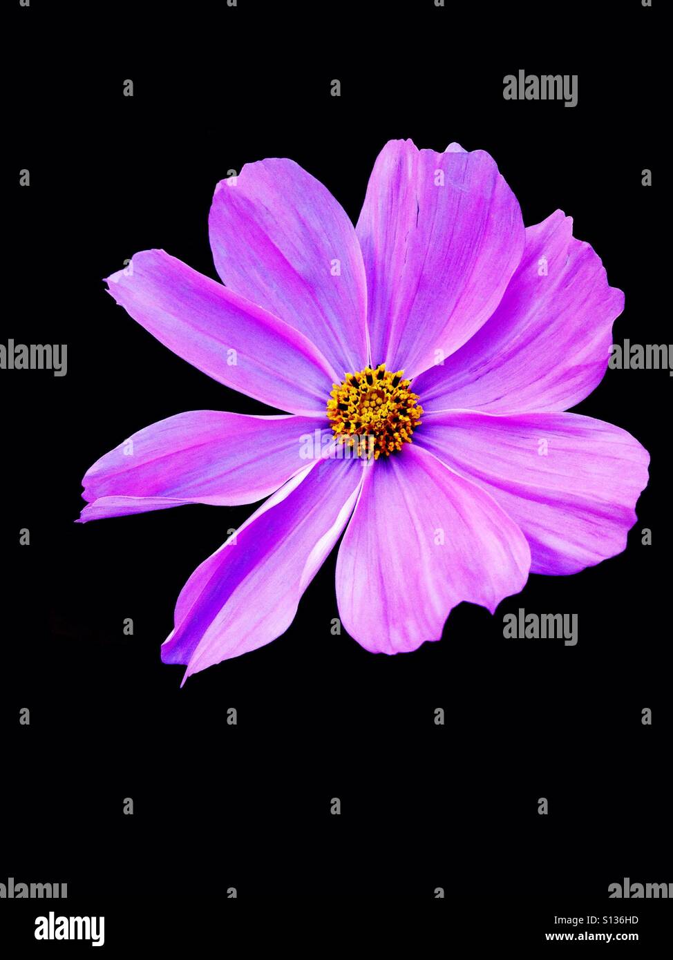 Abstract garden beauty hi-res stock photography and images - Alamy