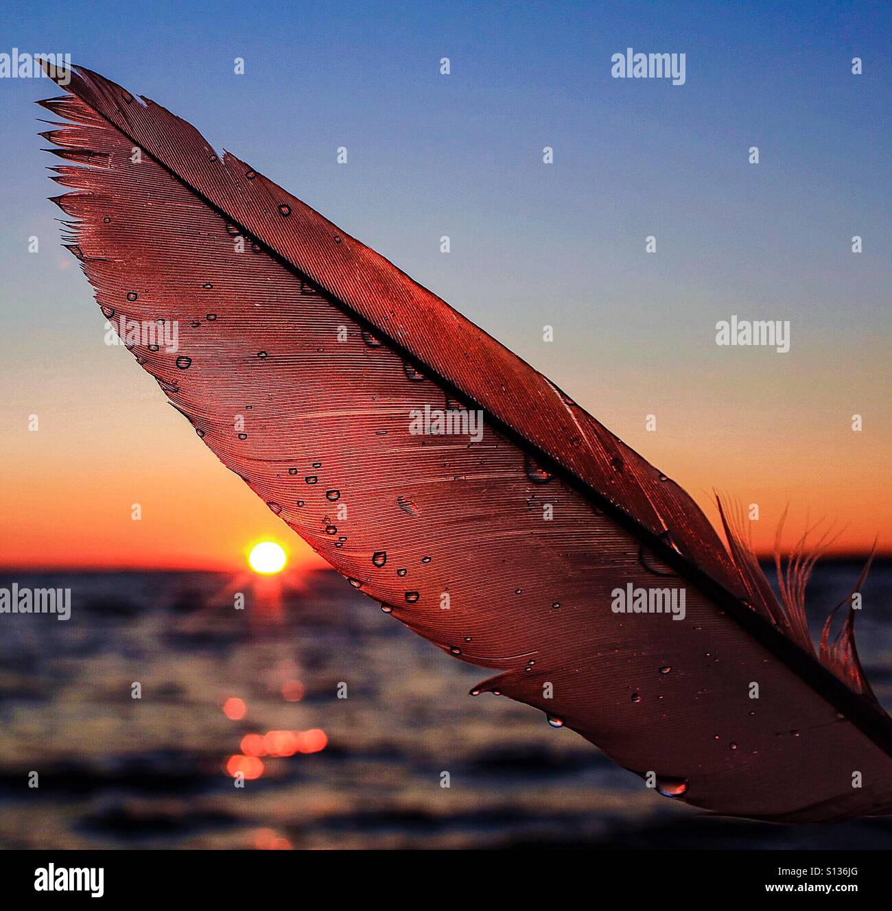 Feather beach hi-res stock photography and images - Alamy