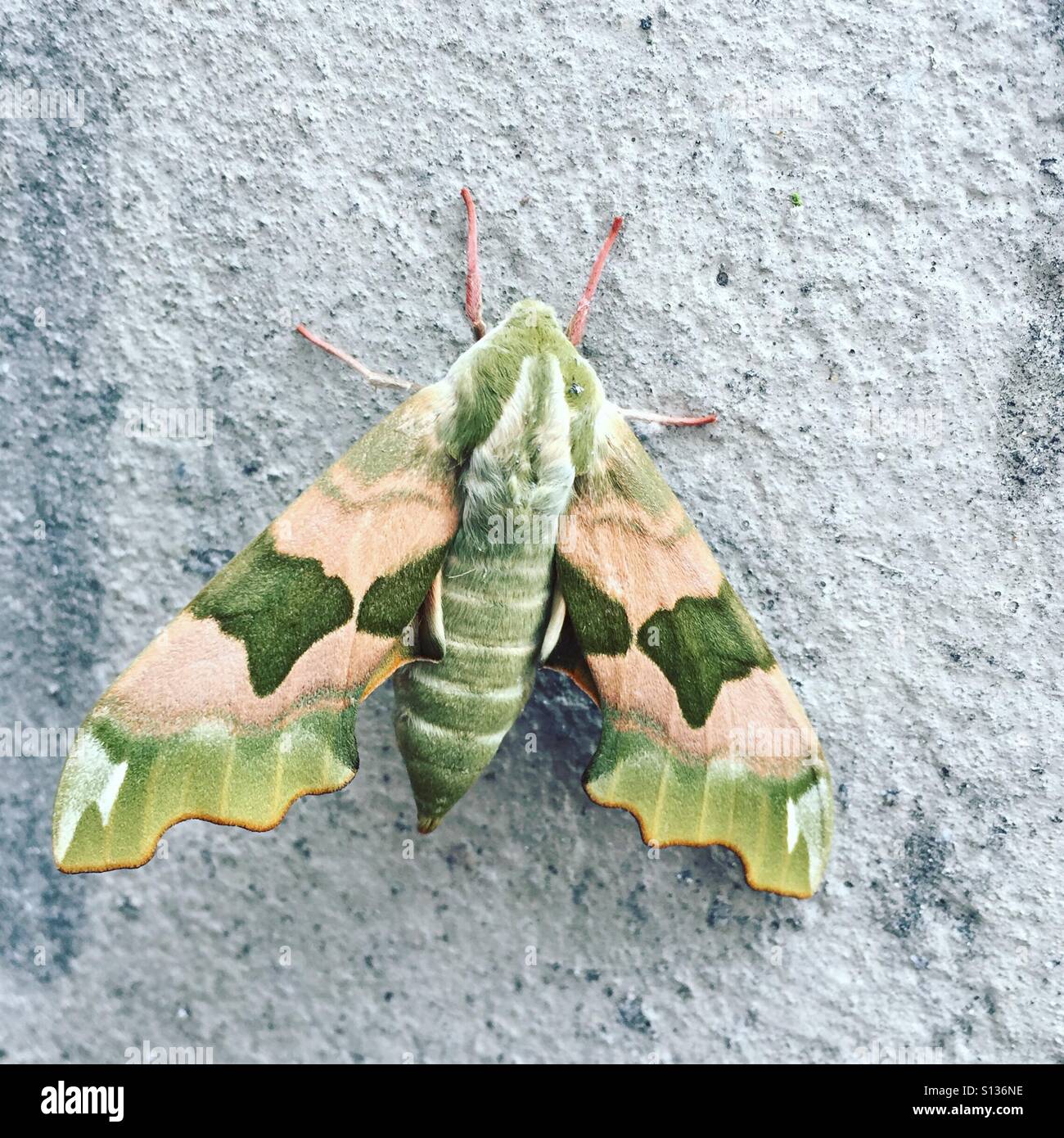 Forest green moth hi-res stock photography and images - Alamy