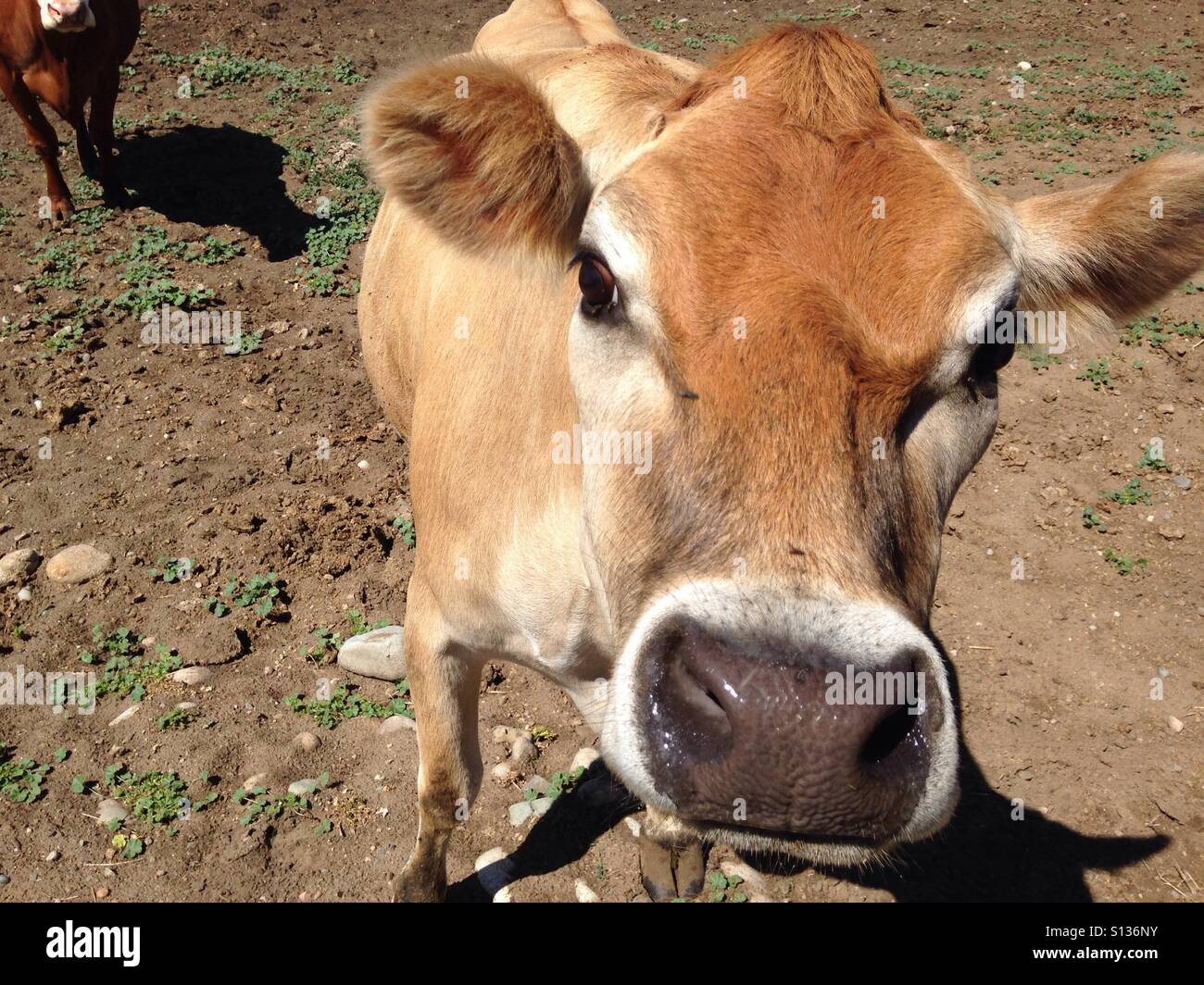 Inquisitive cow hi-res stock photography and images - Alamy
