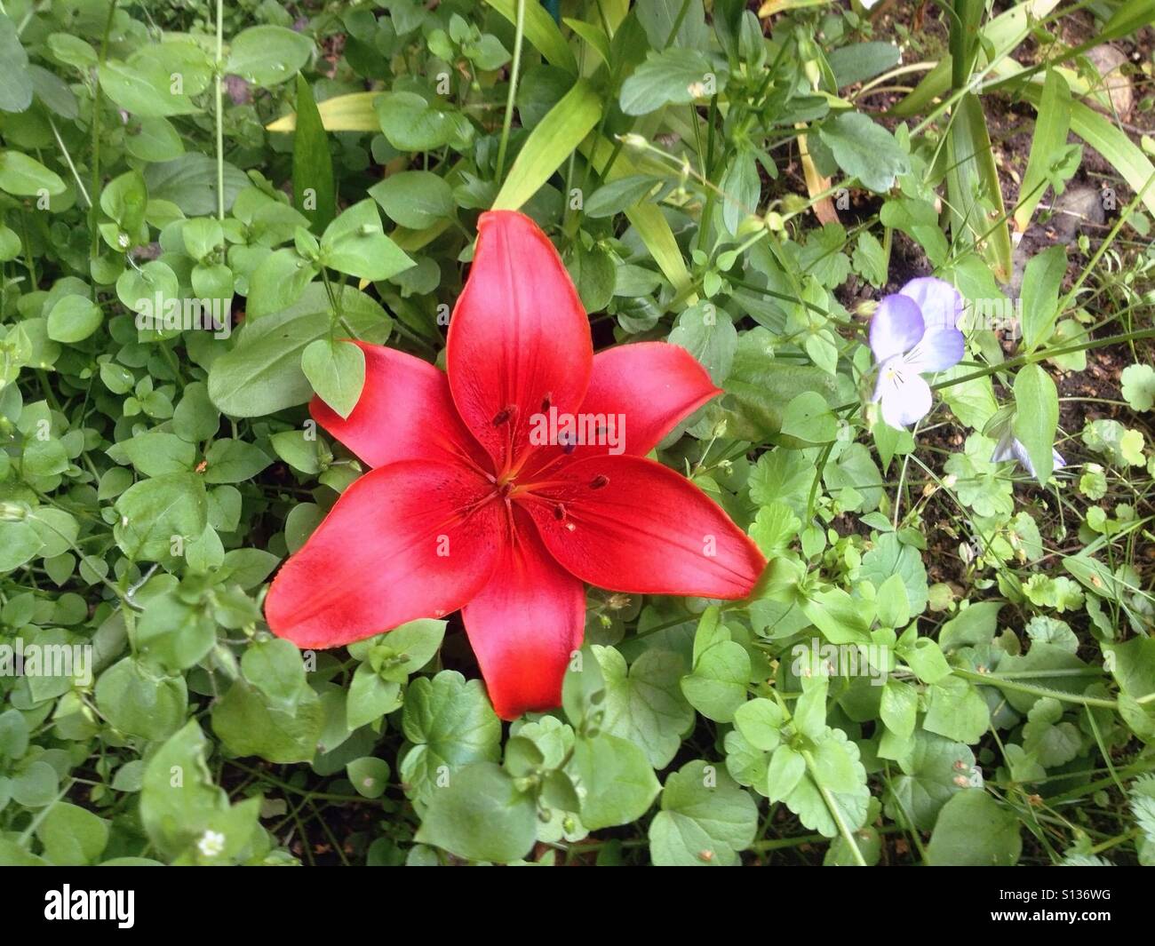 Red lily flower Stock Photo - Alamy