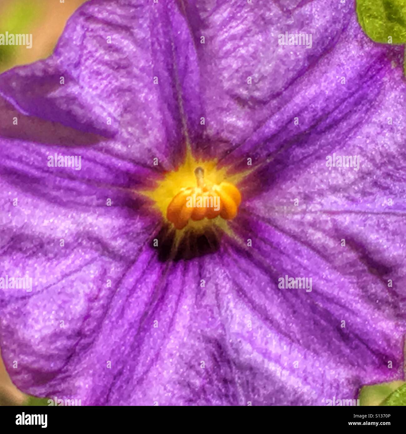 Blue solanum shrub flower, Solanum rantonnetii Stock Photo - Alamy