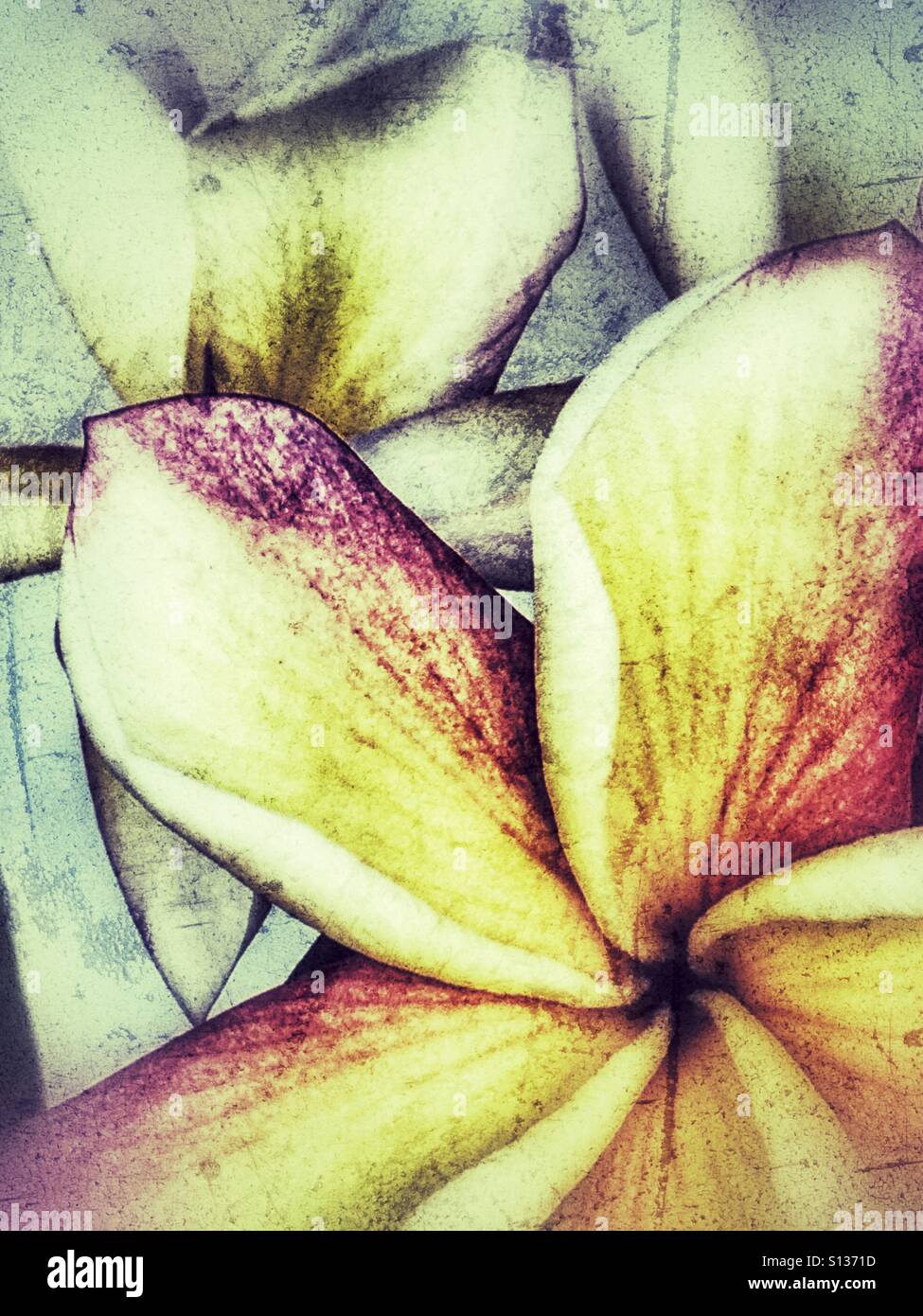 Colorful yellow plumeria frangipani flower hi-res stock photography and ...