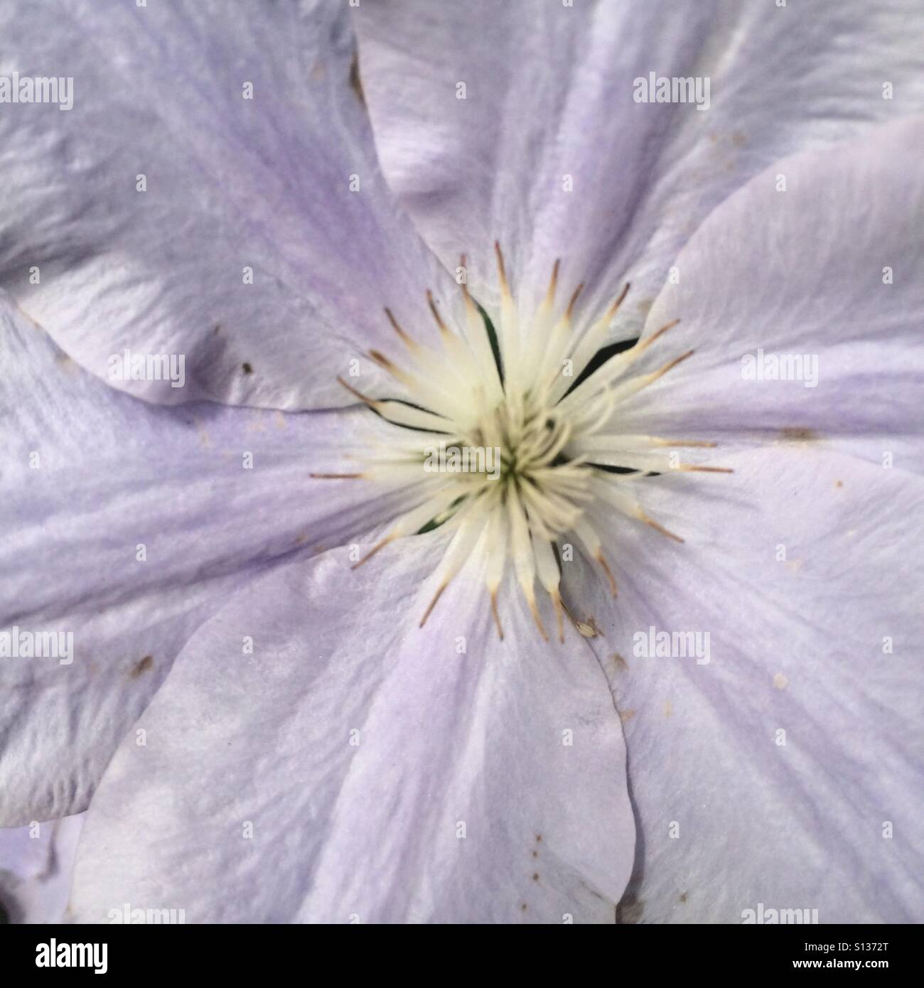 Pale flower hi-res stock photography and images - Alamy