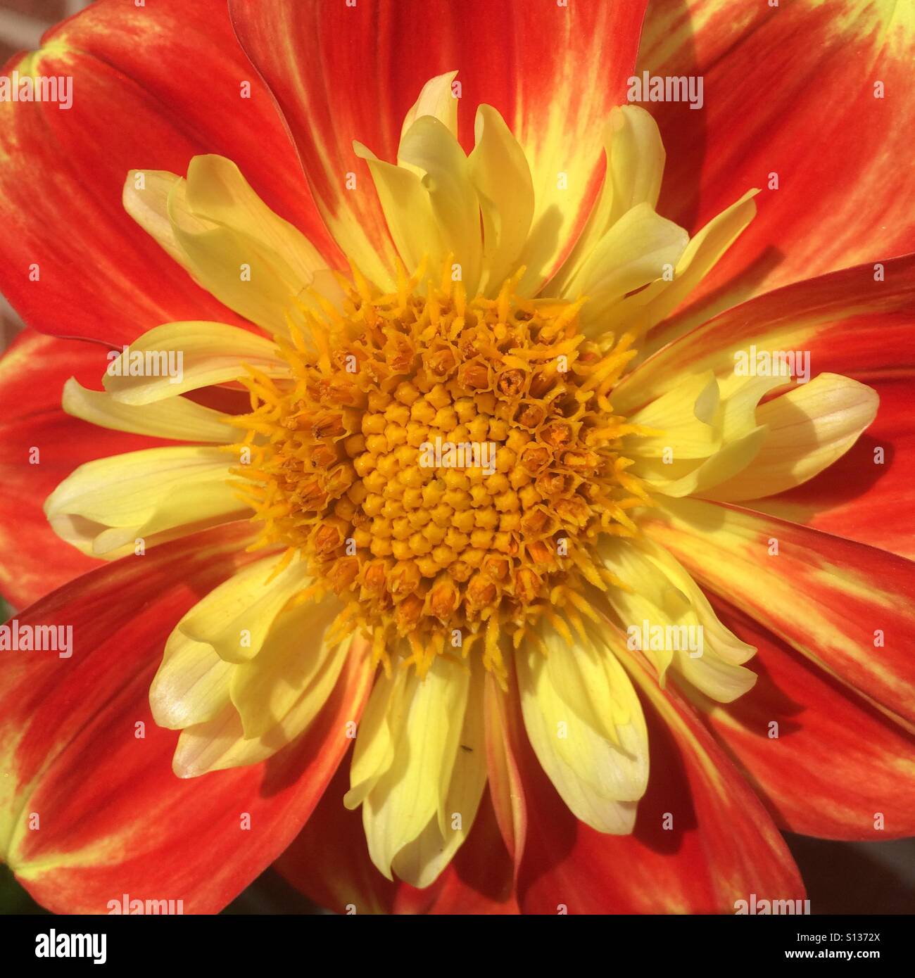 Flower close up Stock Photo - Alamy