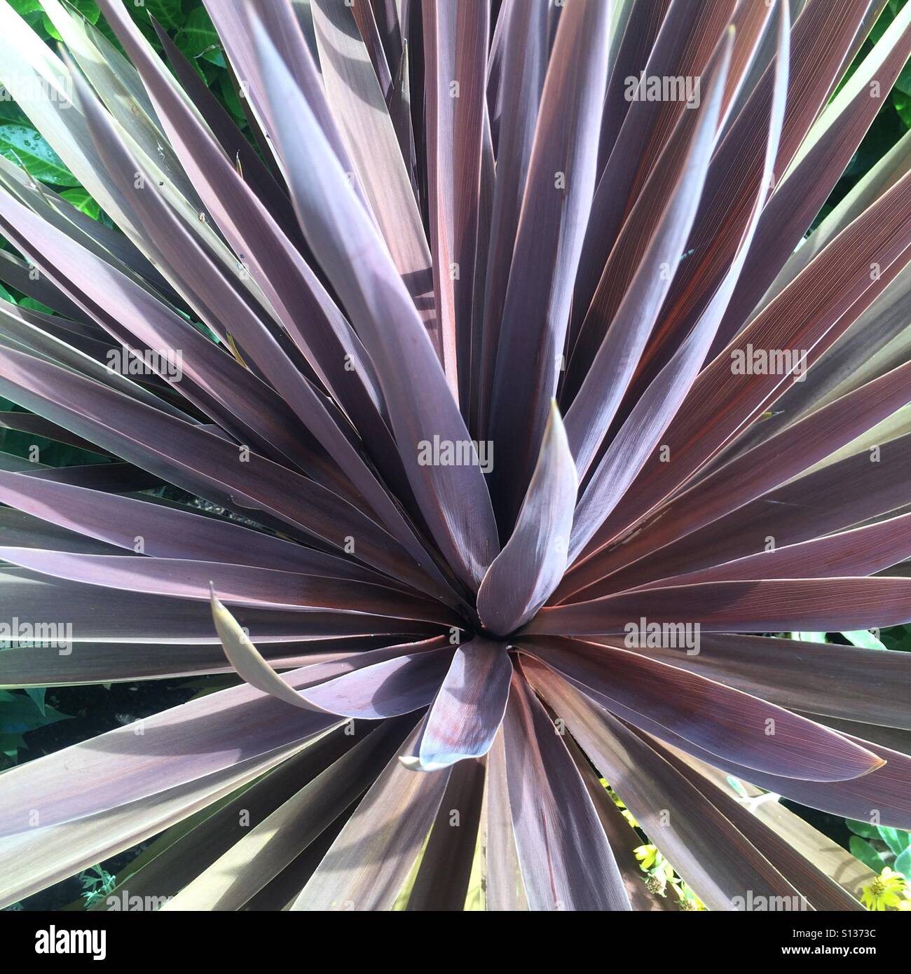 Dangerous and spiky hi-res stock photography and images - Alamy