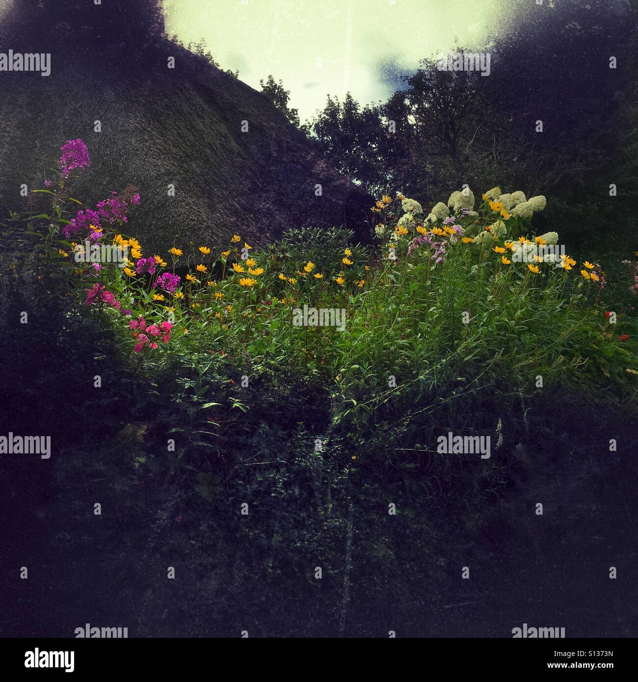 Pink and yellow cottage flowers hi-res stock photography and images - Alamy