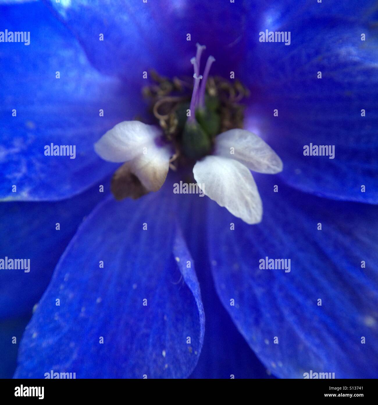 Deep blue flower hi-res stock photography and images - Alamy