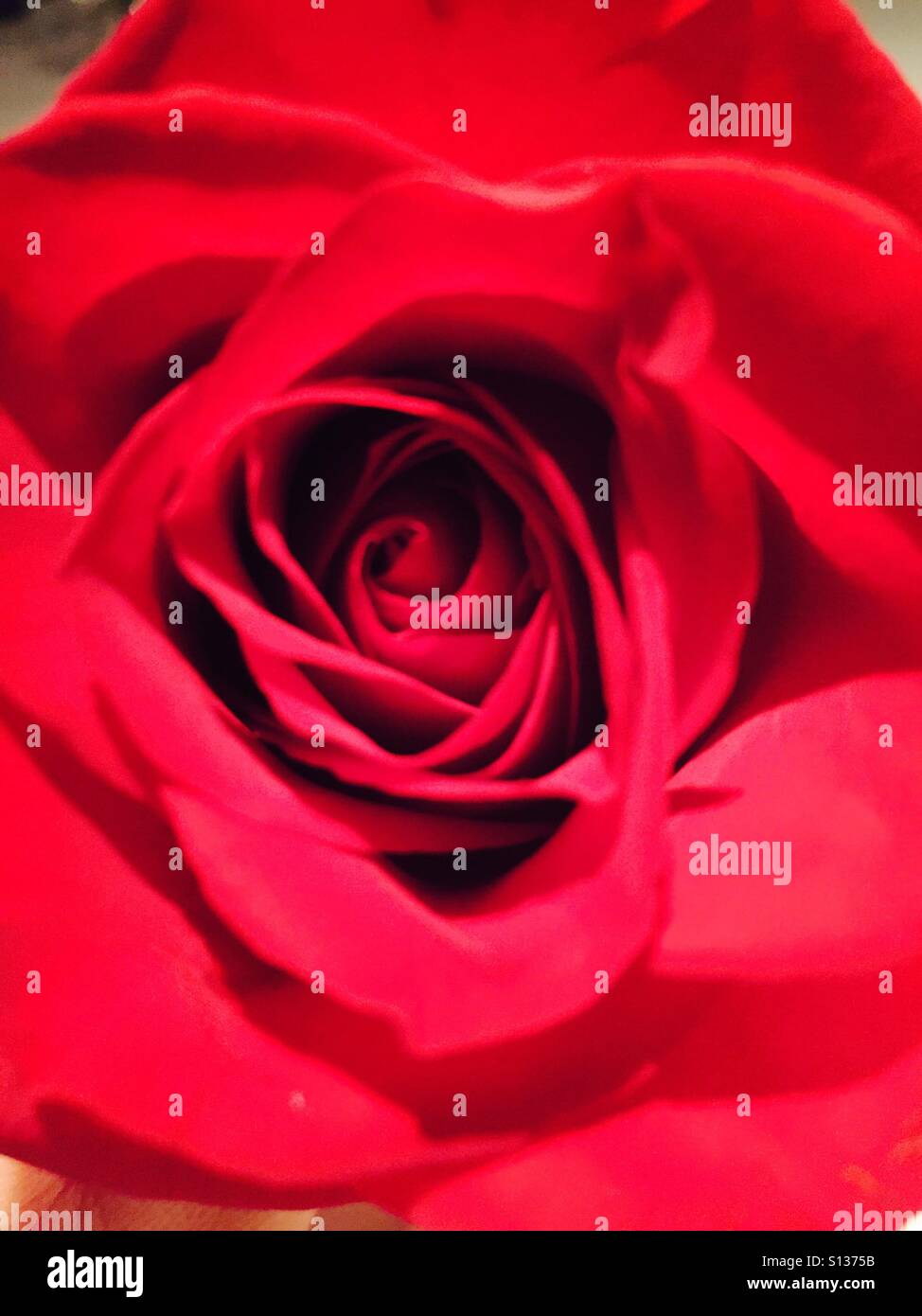 Ruby Rose Where High Resolution Stock Photography and Images - Alamy