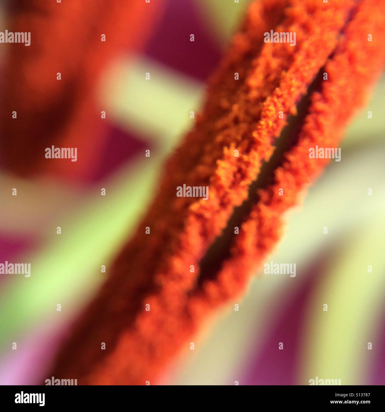 Lily reproduction macro hi-res stock photography and images - Alamy