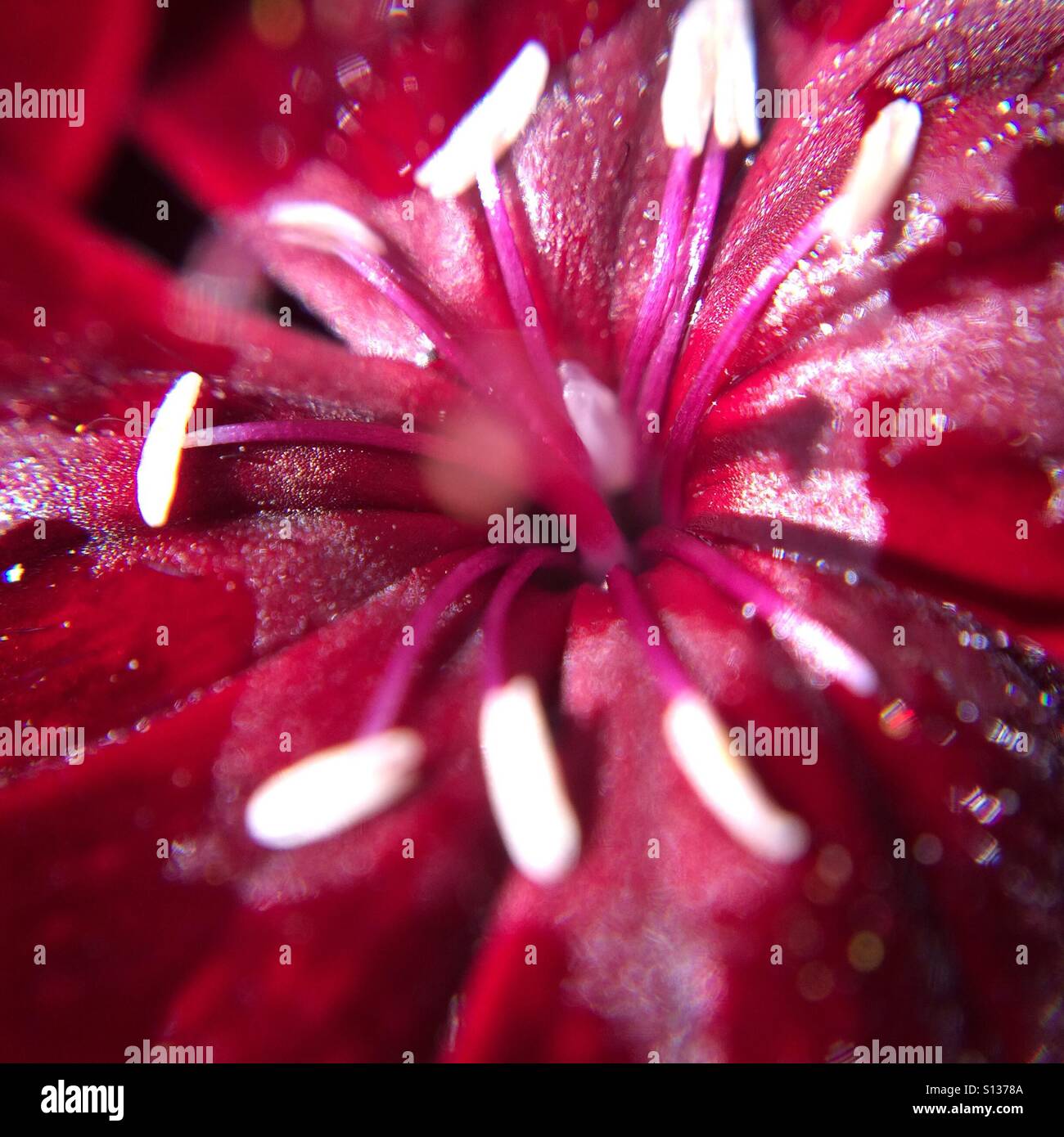 Red flower - close up Stock Photo - Alamy