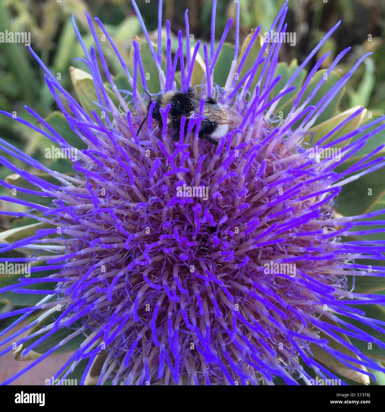 New on thistle Stock Photo - Alamy