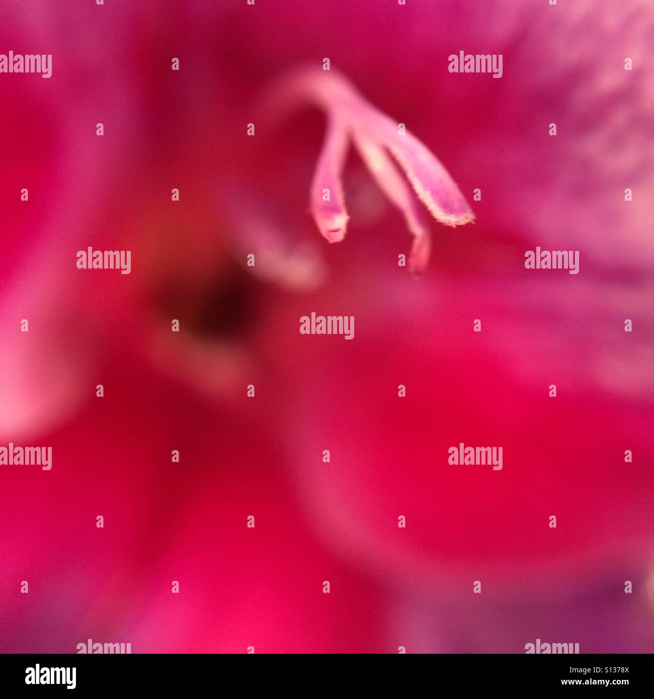 Stamen - close up Stock Photo - Alamy