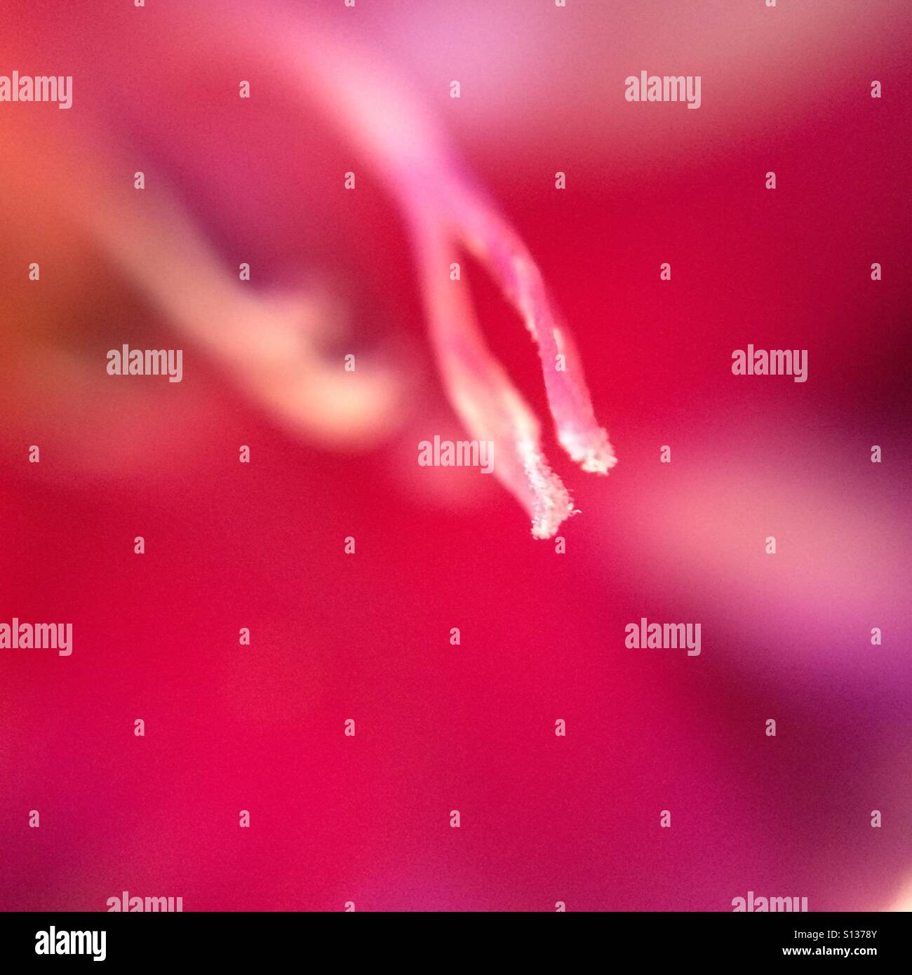 Pink fronds - macro Stock Photo - Alamy