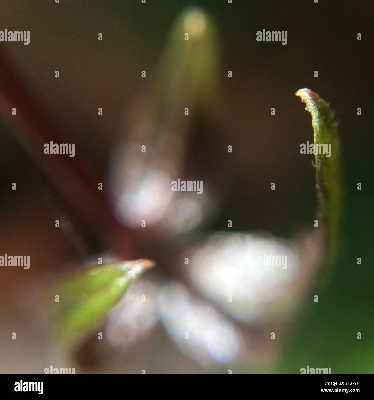 Leaf tip - macro detail Stock Photo - Alamy